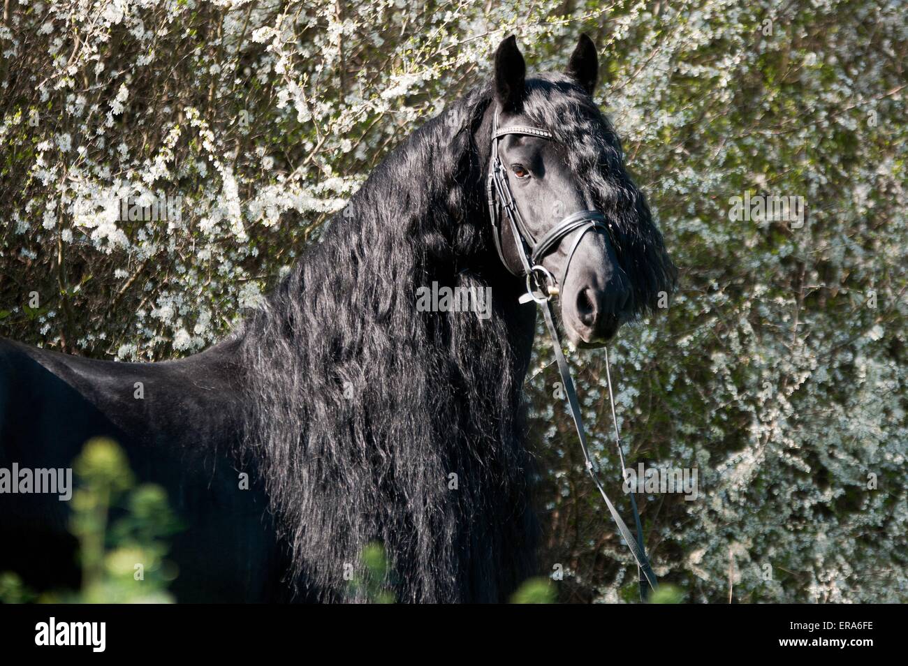 Friesian horse portrait Stock Photo - Alamy