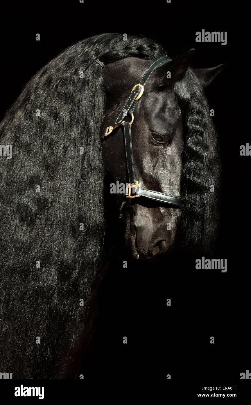 Friesian horse portrait Stock Photo - Alamy