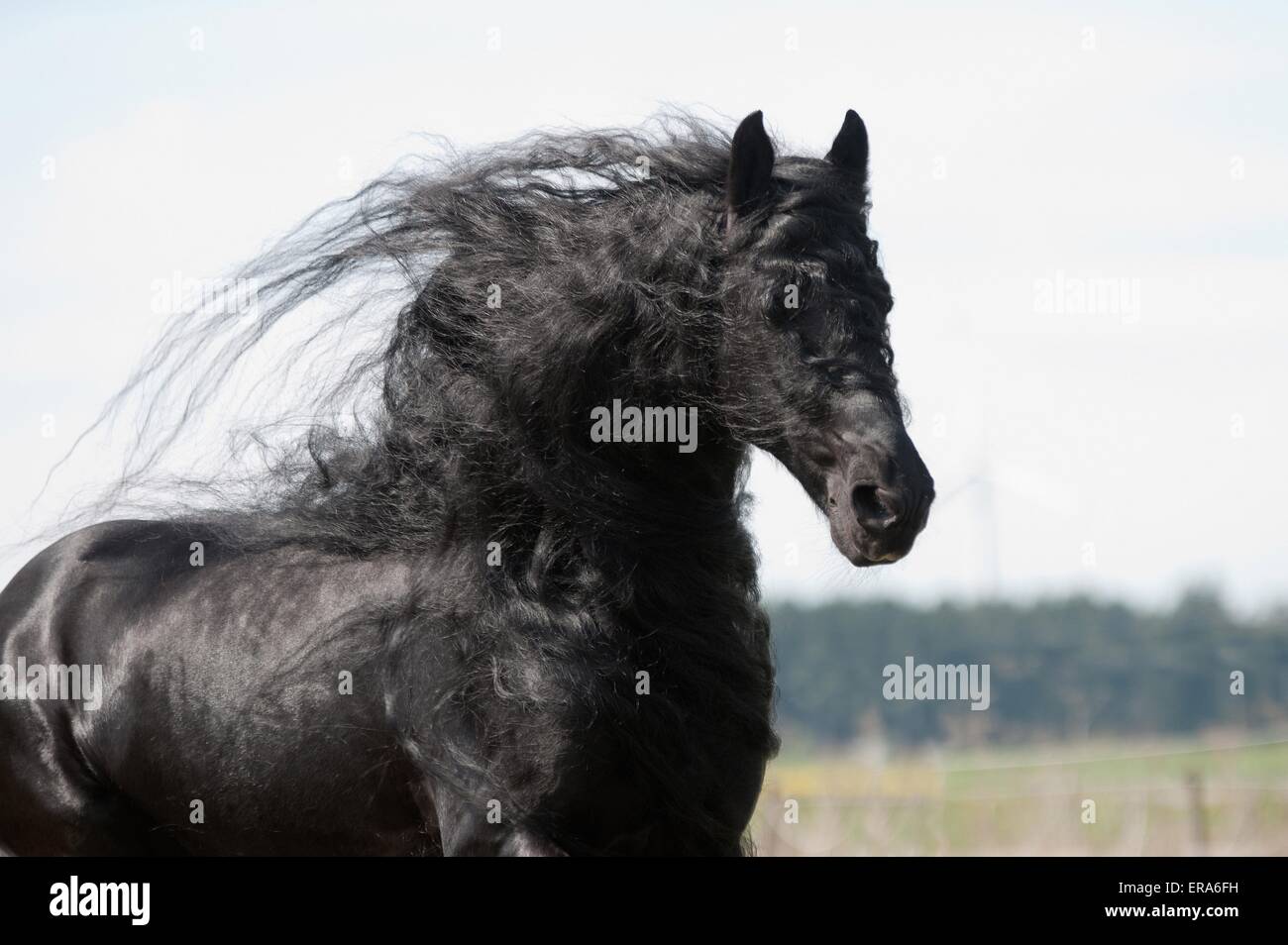 Friesian horse portrait Stock Photo - Alamy