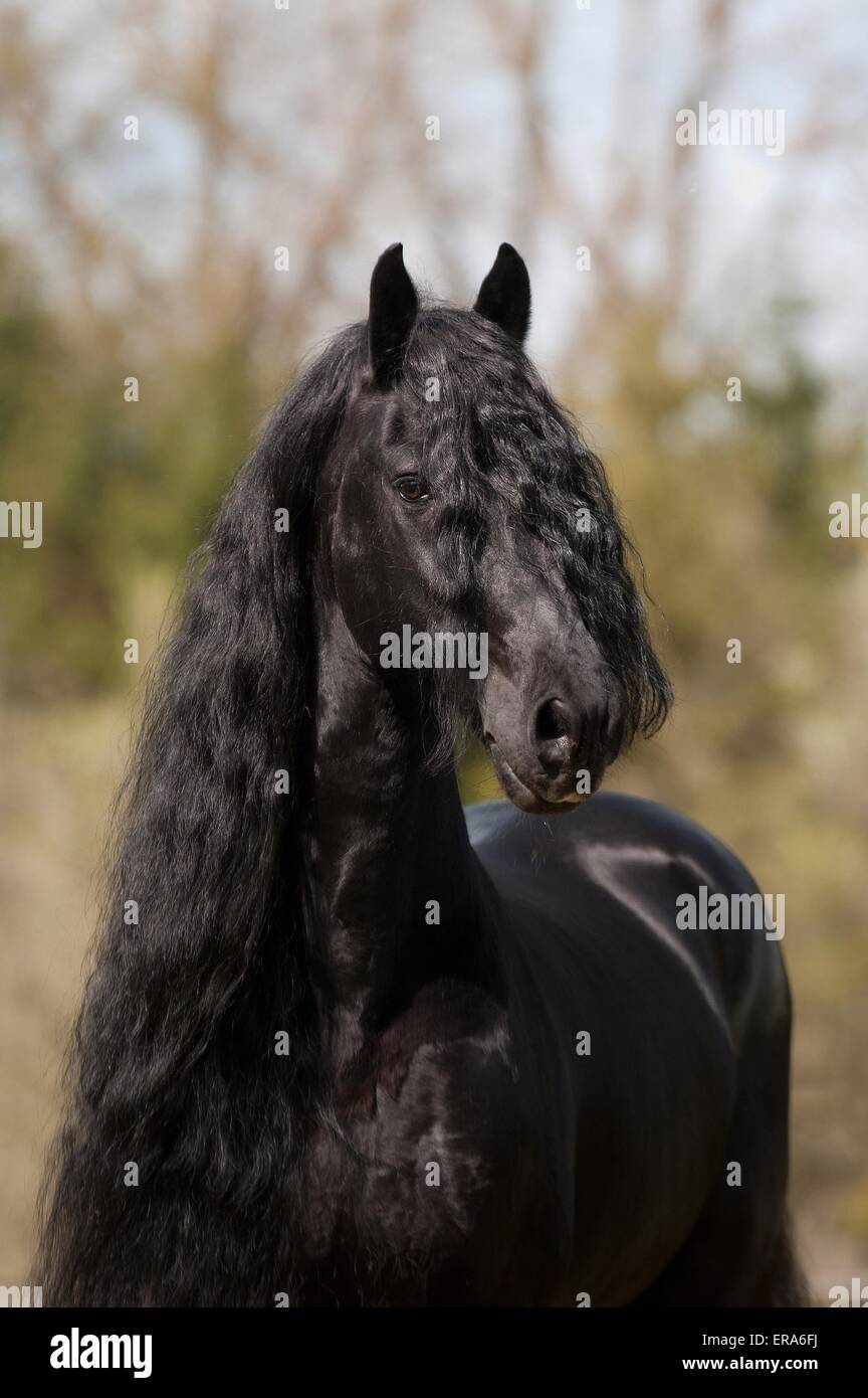 Friesian horse portrait Stock Photo - Alamy