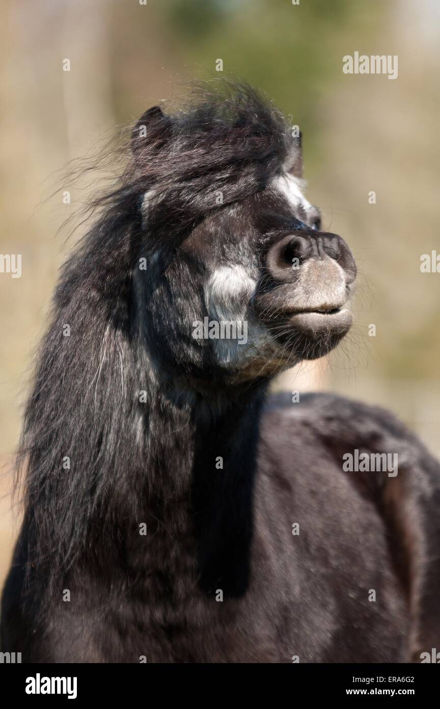 Shetland Pony Portrait Stock Photo - Alamy