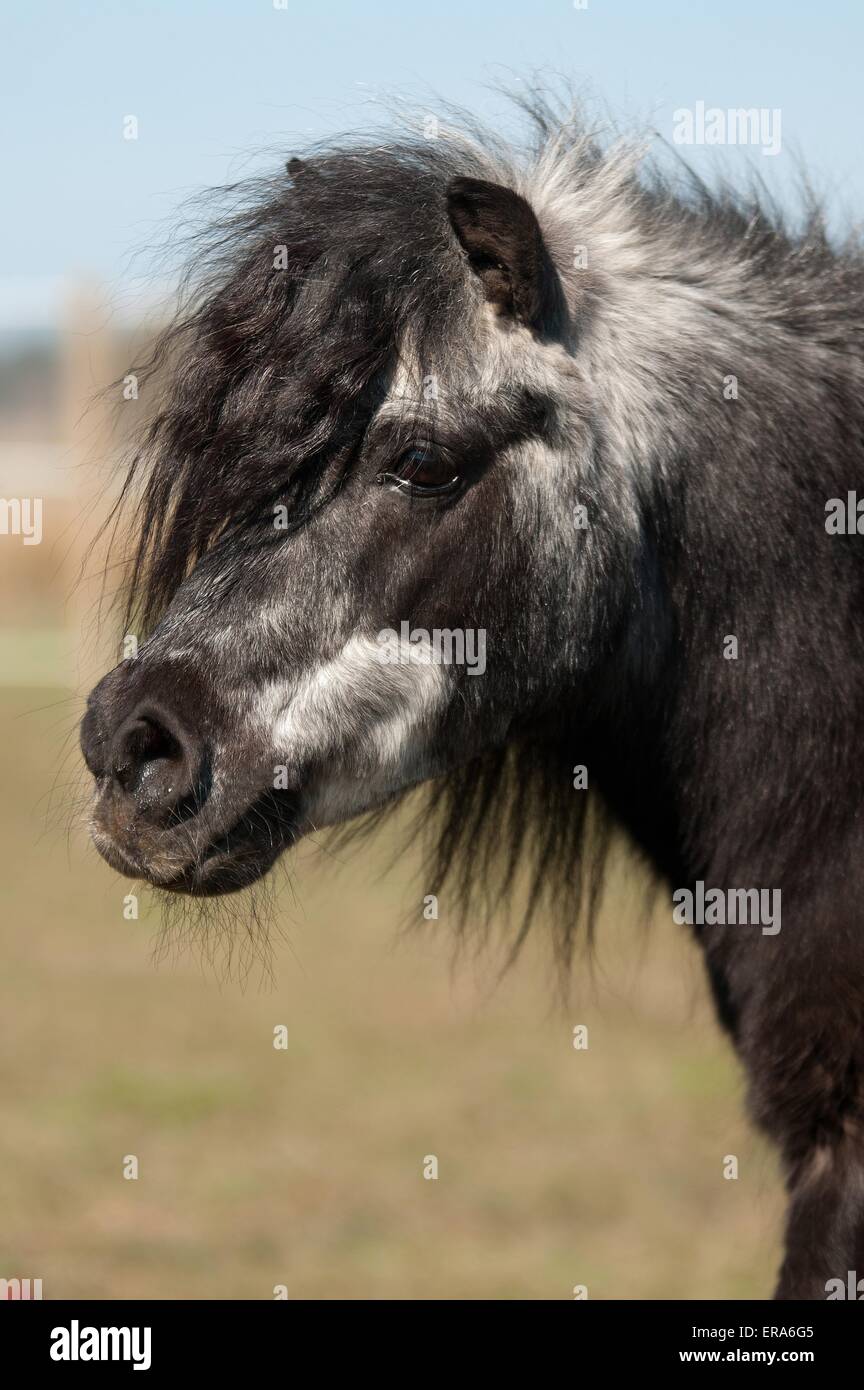 Shetland Pony Portrait Stock Photo - Alamy