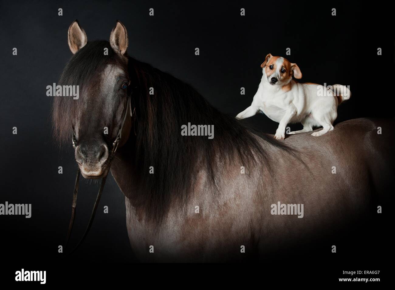 Criollo breed hi-res stock photography and images - Alamy