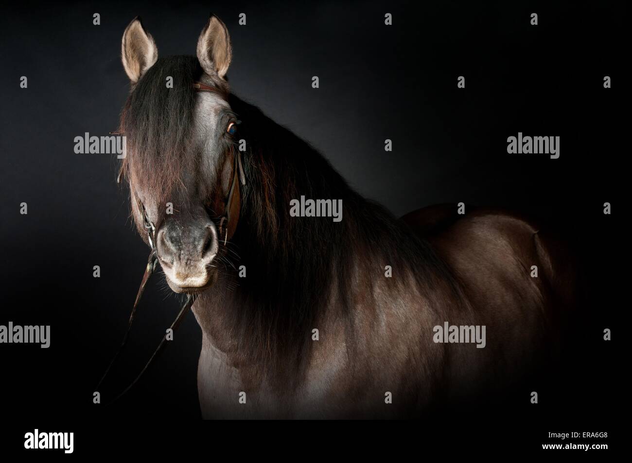 Criollos hi-res stock photography and images - Alamy