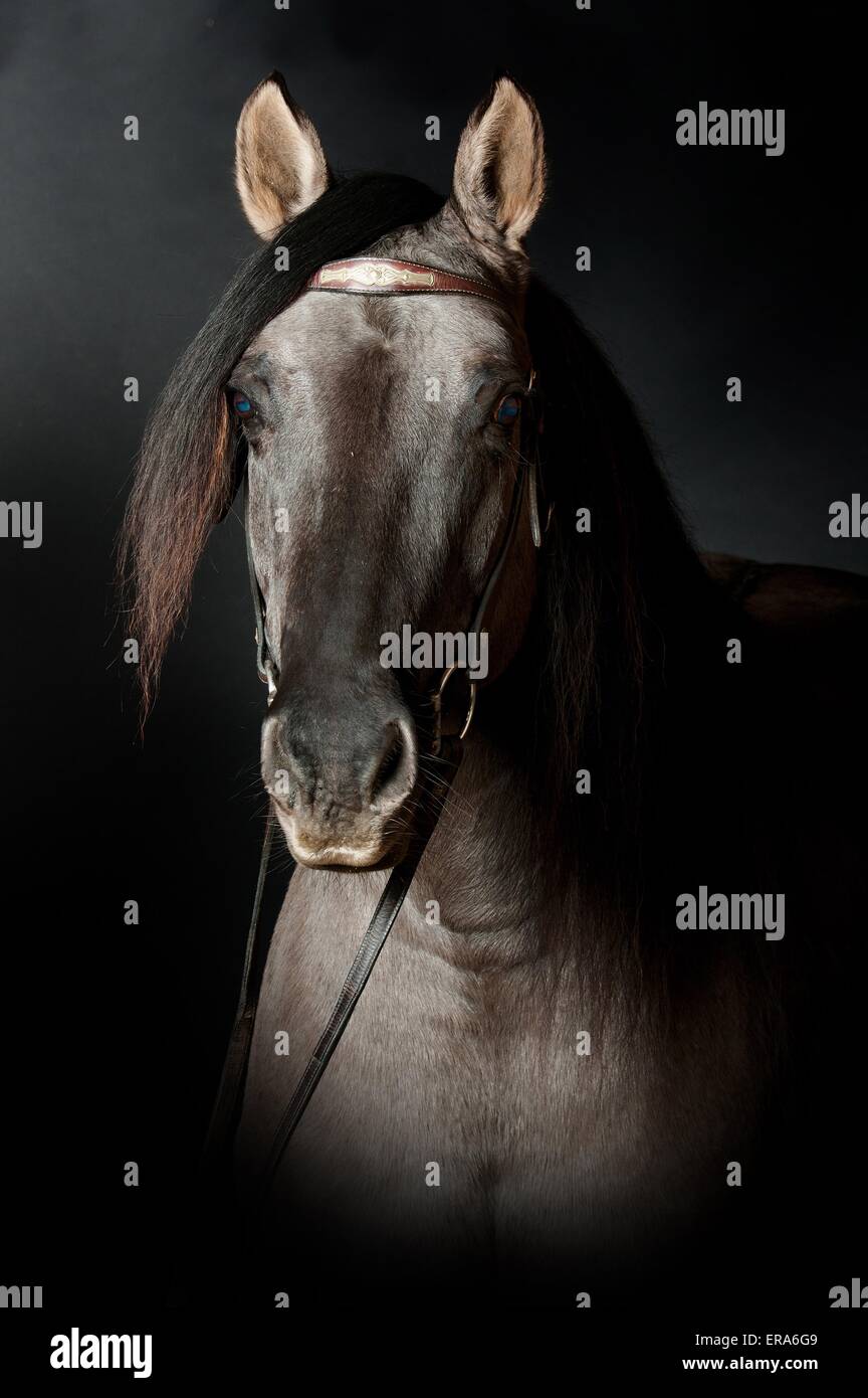 Criollos hi-res stock photography and images - Alamy