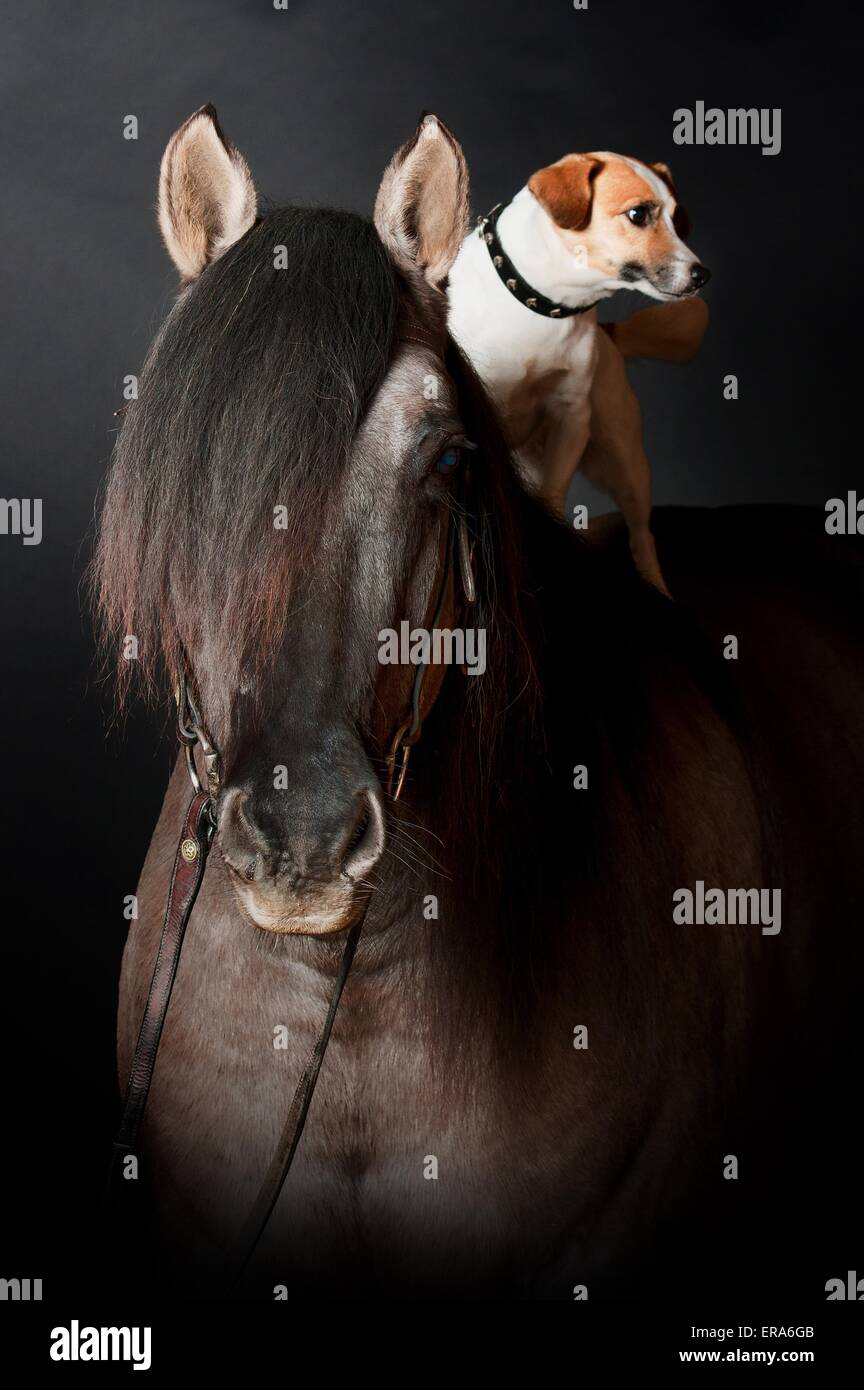 Criollo and dog Stock Photo - Alamy