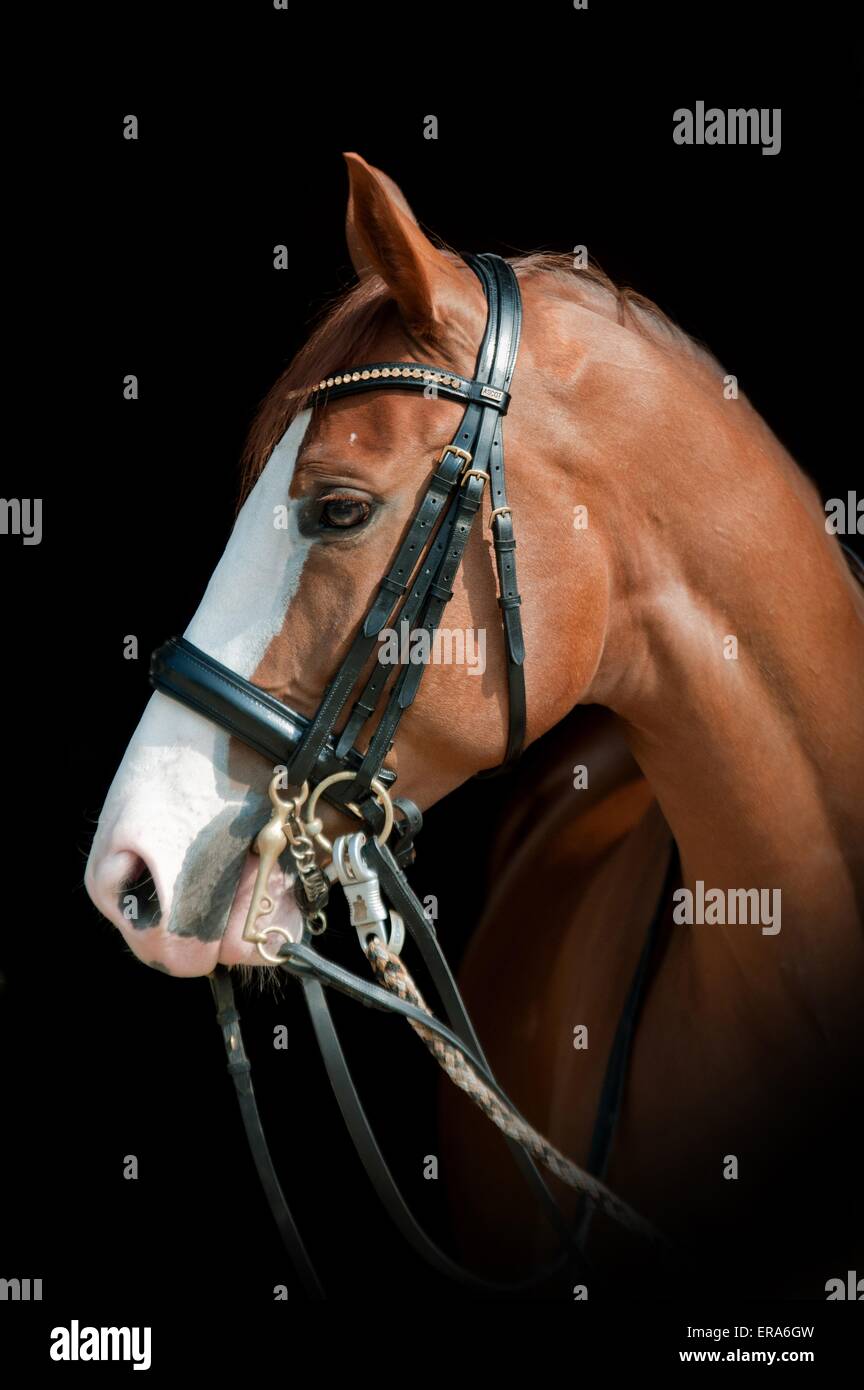 Hessian Warmblood Portrait Stock Photo - Alamy