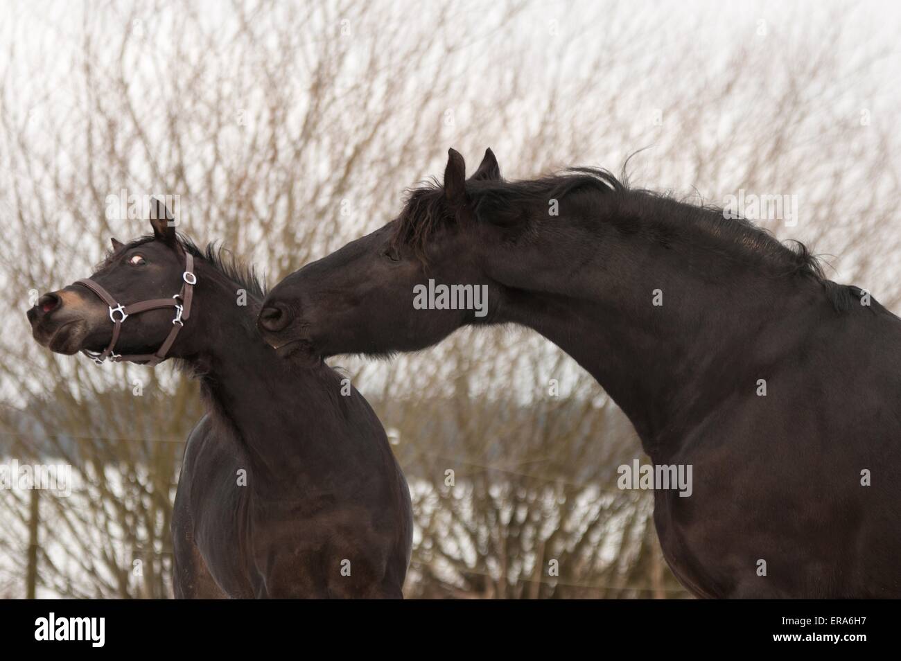 Two friesian horses hi-res stock photography and images - Alamy