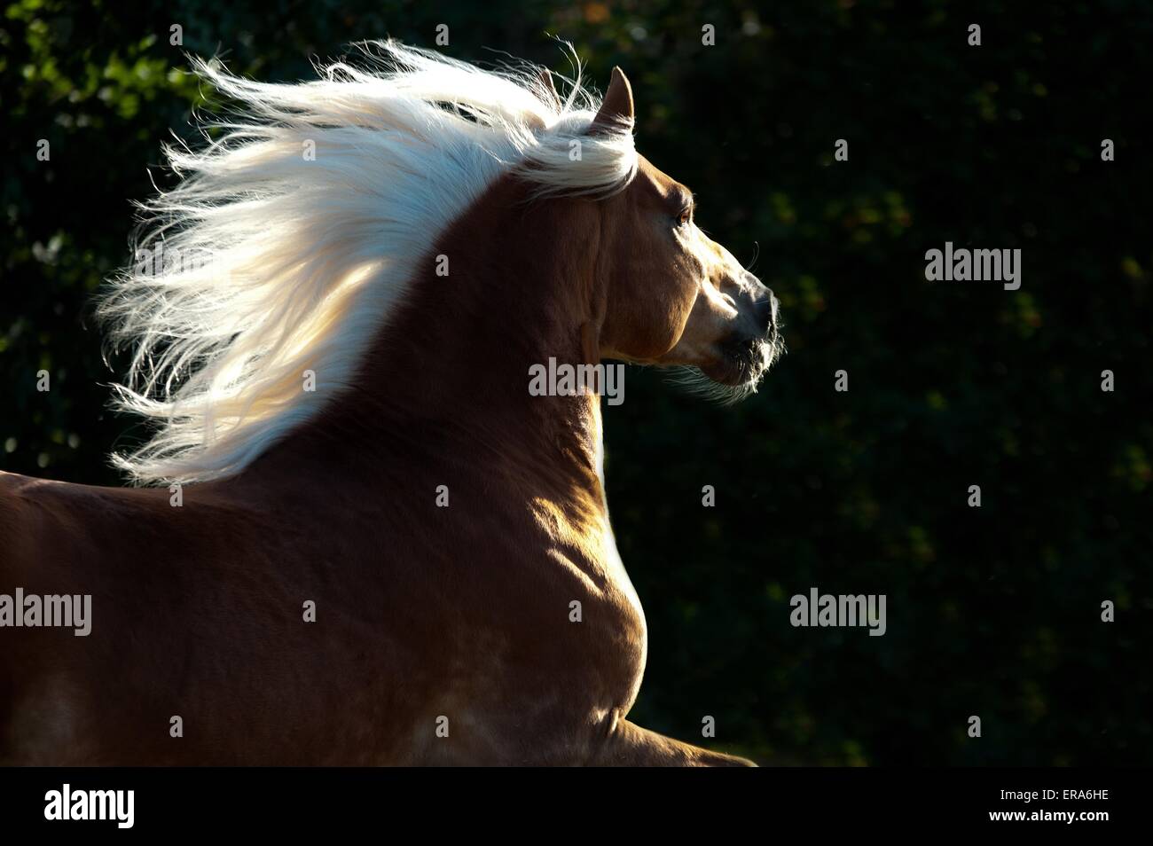 Haflinger horse portrait Stock Photo - Alamy