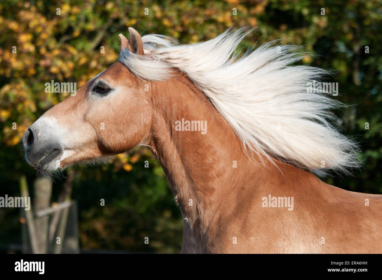 Haflinger horse portrait Stock Photo - Alamy