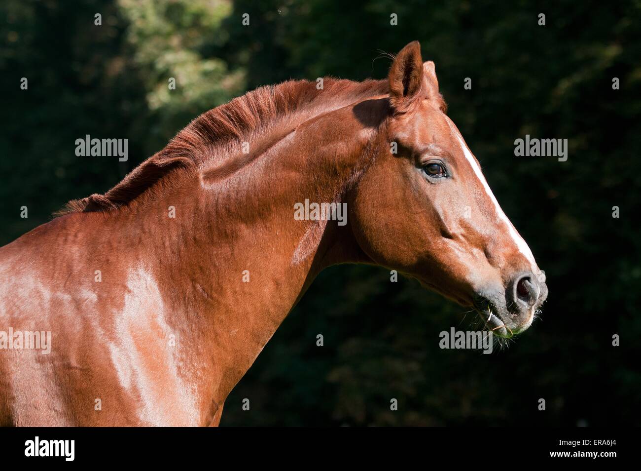 Hanoverians hi-res stock photography and images - Alamy