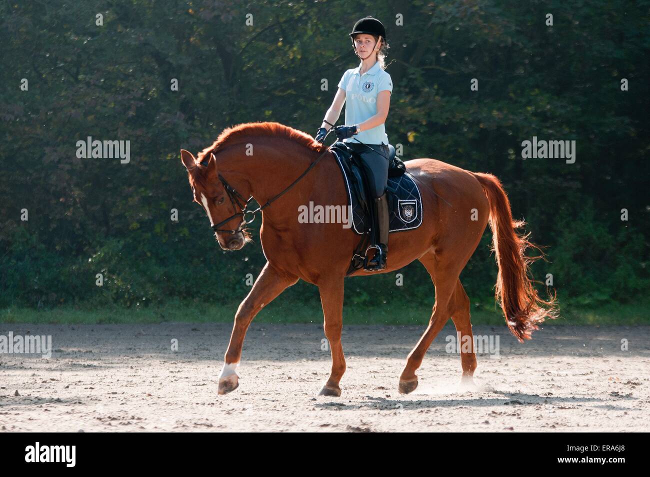 girl rides Hanoverian Stock Photo - Alamy