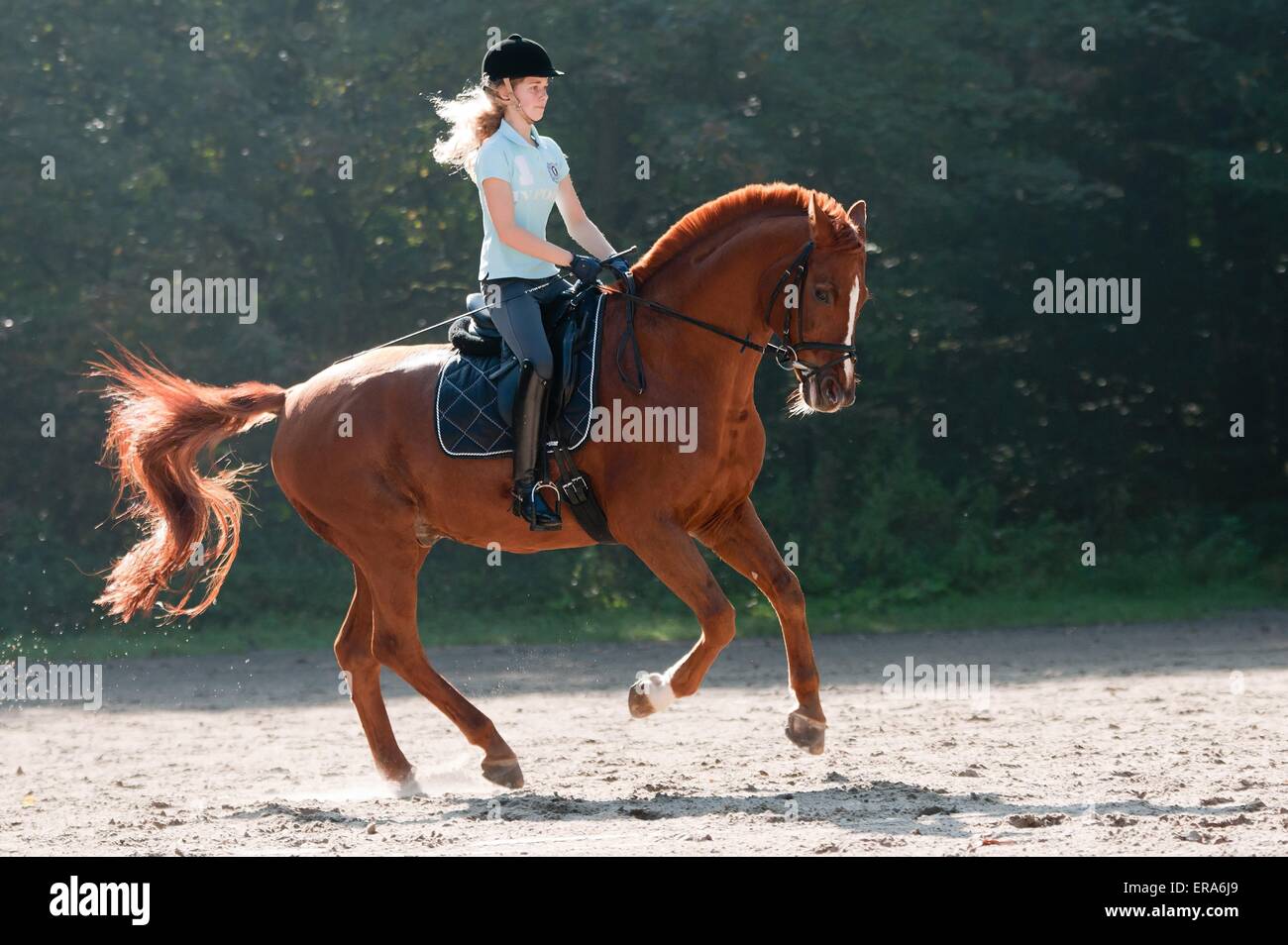 girl rides Hanoverian Stock Photo - Alamy