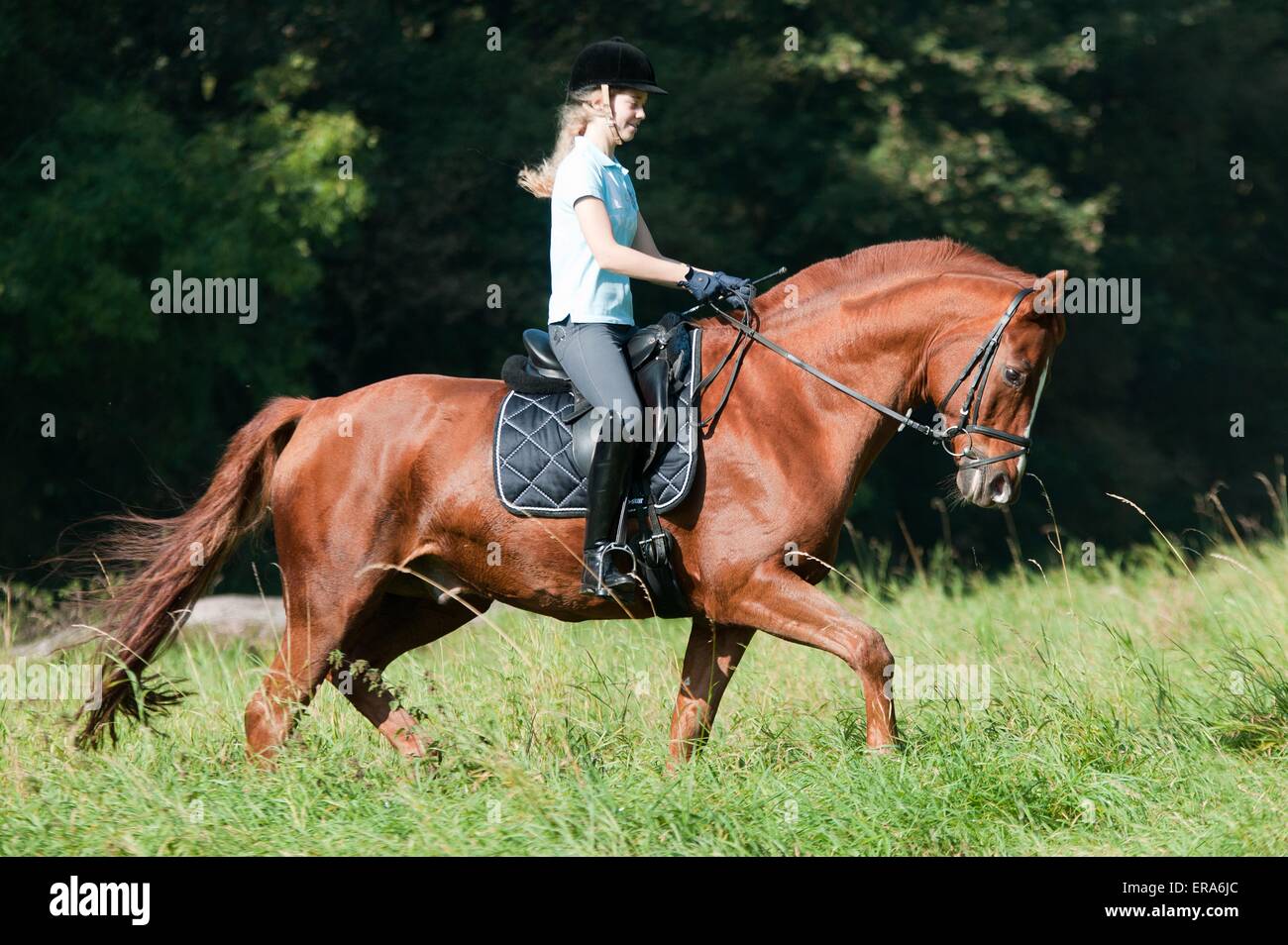 girl rides Hanoverian Stock Photo - Alamy