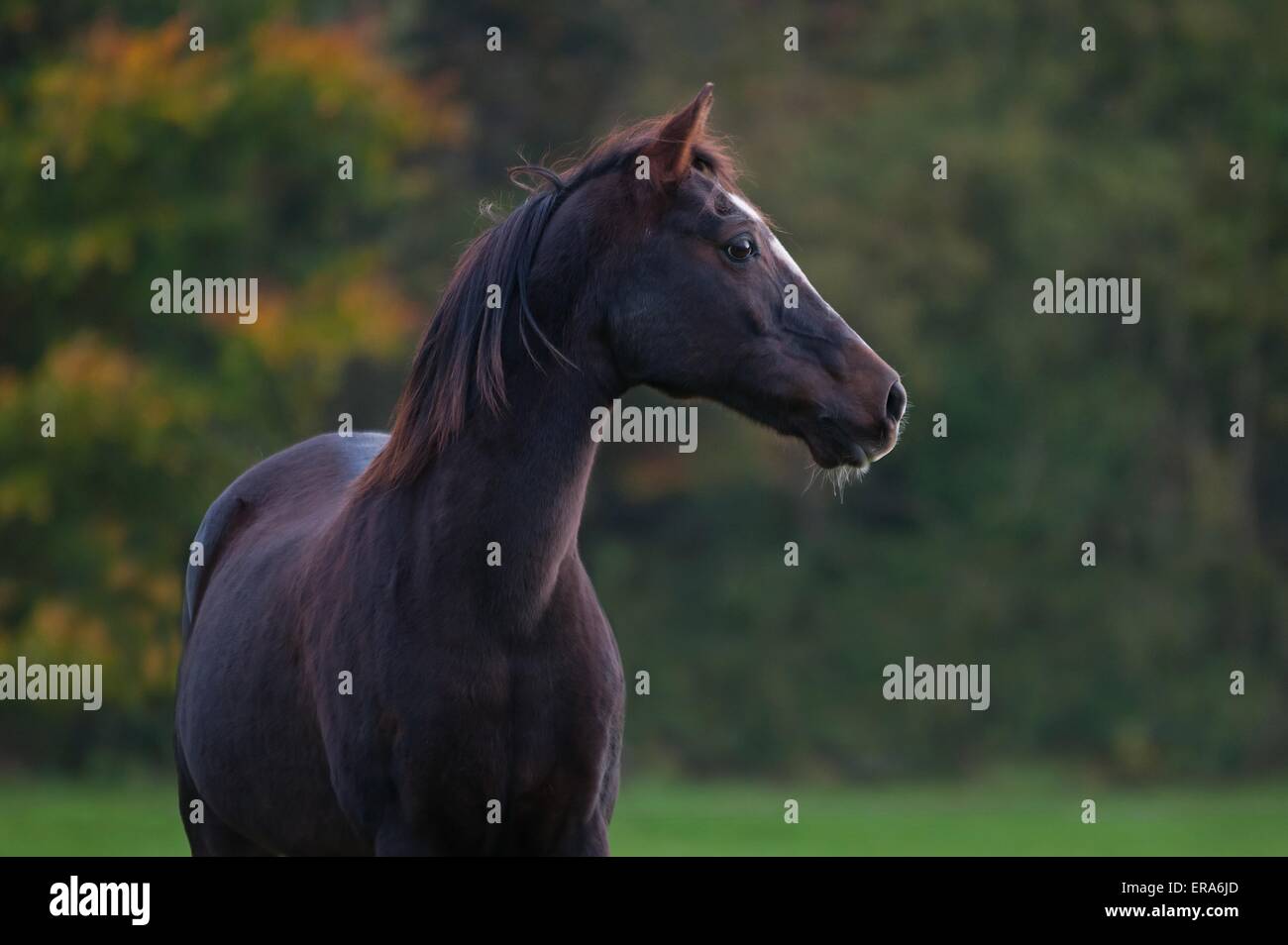 Dutch Riding Pony Portrait Stock Photo - Alamy
