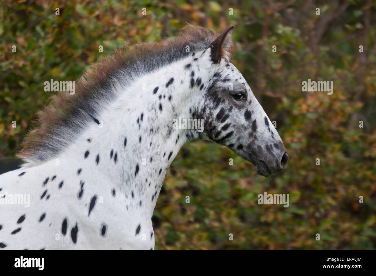 Knabstrup horses hi-res stock photography and images - Alamy