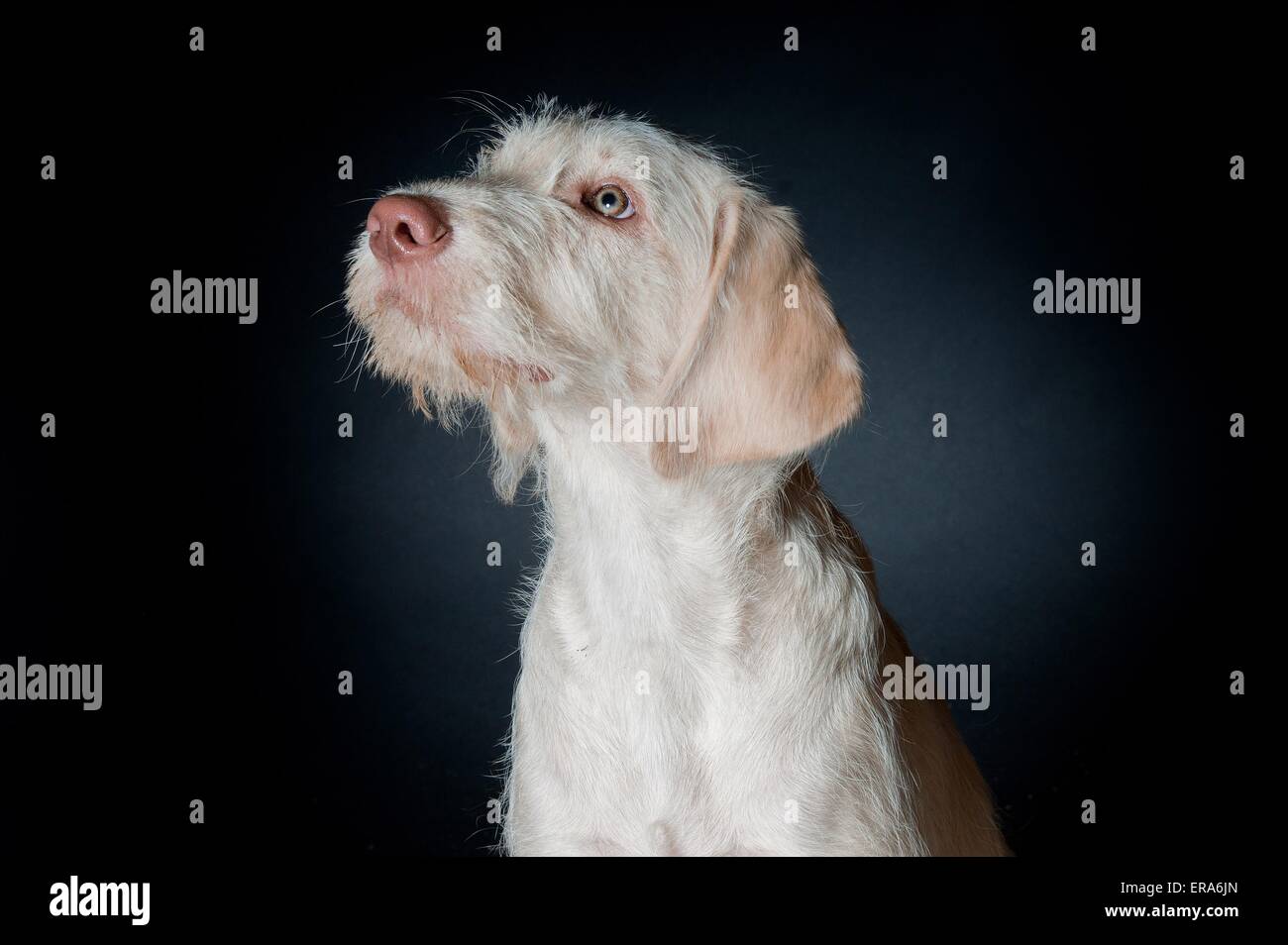 Labradoodle side view hi-res stock photography and images - Alamy