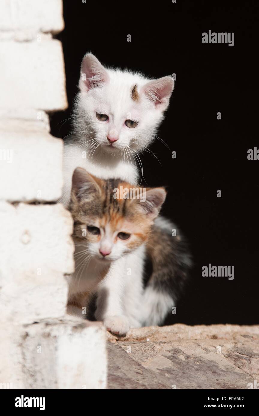 Bright coloured cat hi-res stock photography and images - Alamy