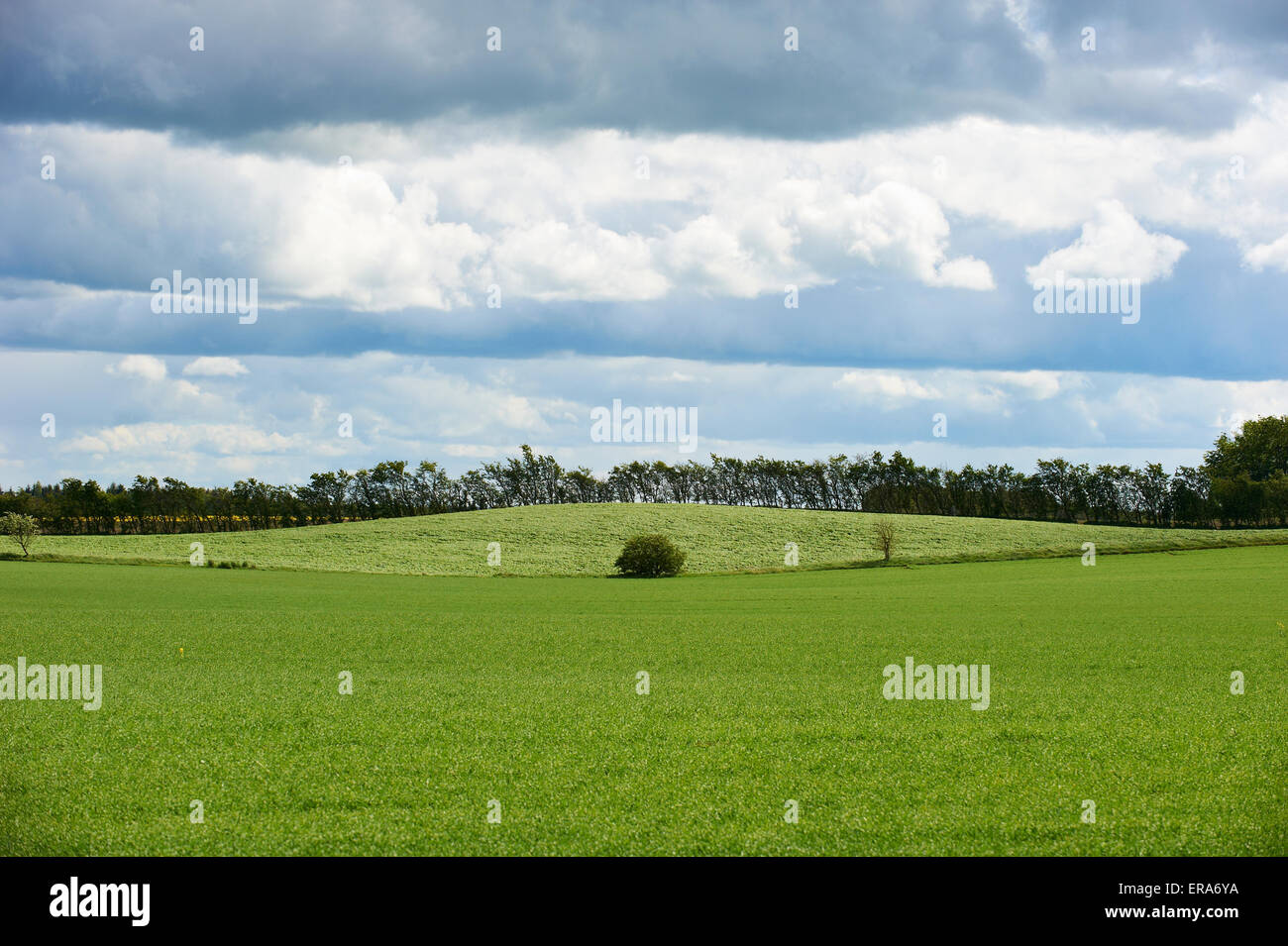 Small tree trees hi-res stock photography and images - Alamy