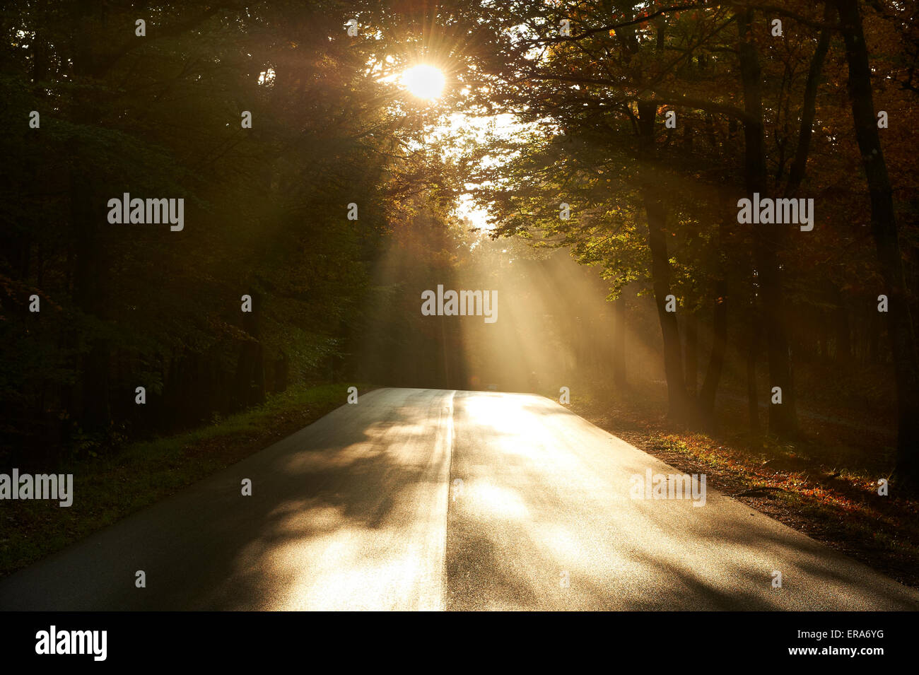 Sunbeams through trees enlightening a small road Stock Photo - Alamy