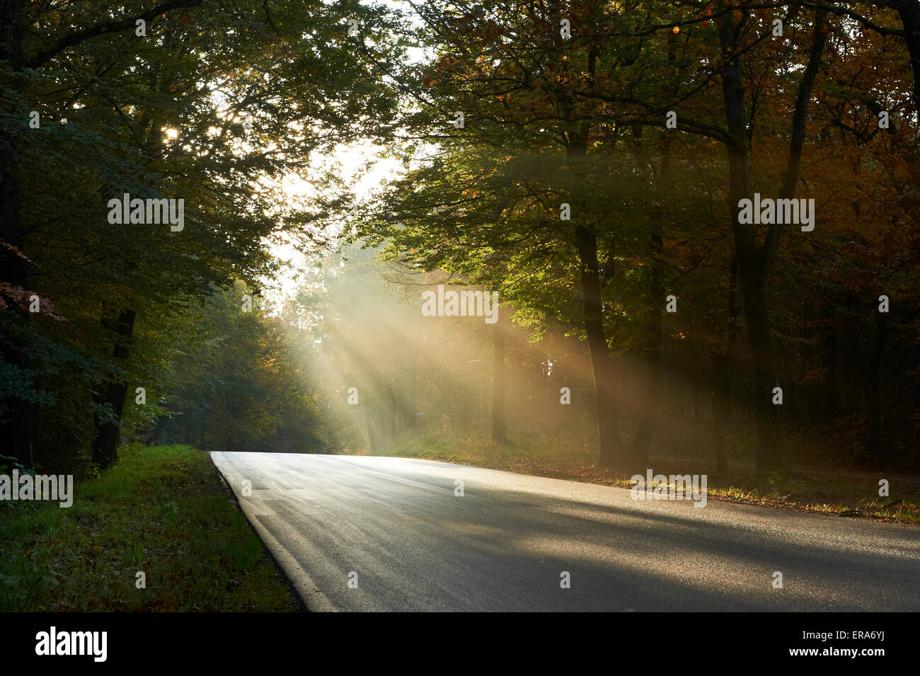 Sunbeams through trees enlightening a small road Stock Photo - Alamy