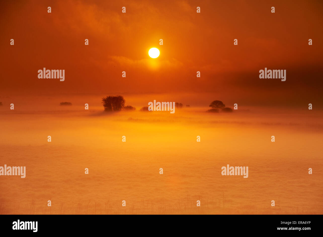 Lonely trees in the distant at misty sunrise Stock Photo - Alamy