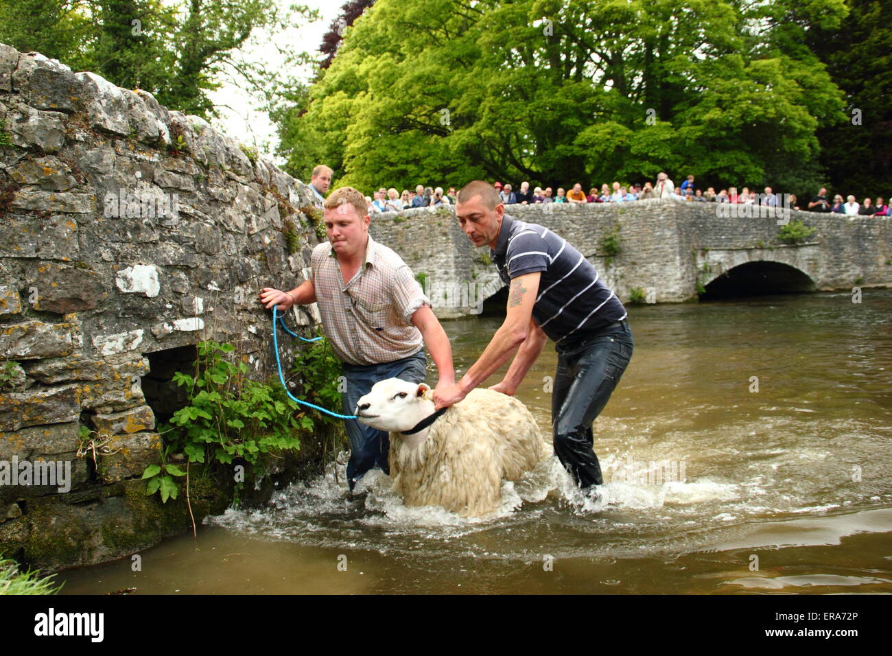 Sheep Dipping Stock Photos & Sheep Dipping Stock Images - Alamy