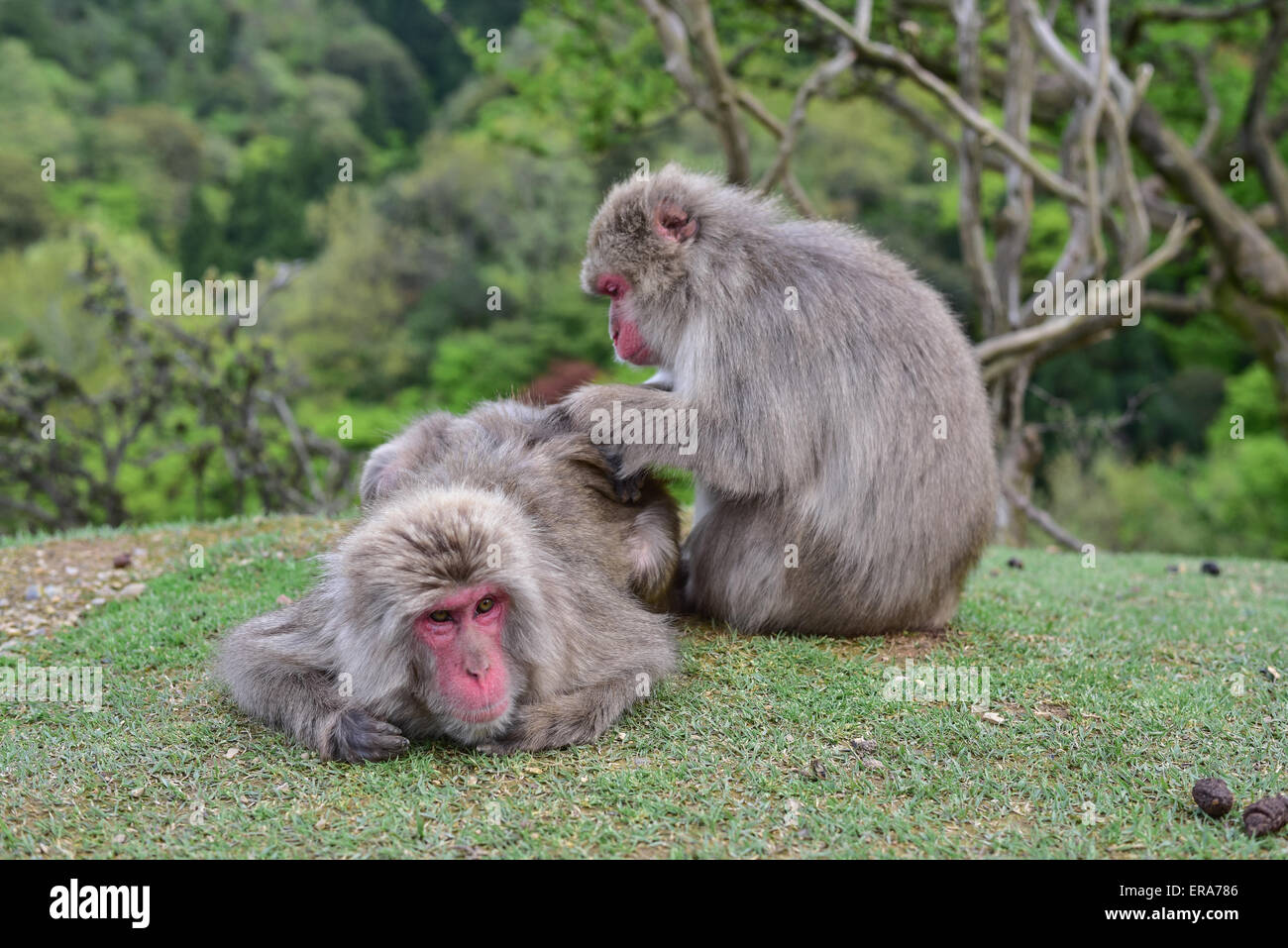 Wild Monkeys delousing in the forest Stock Photo - Alamy