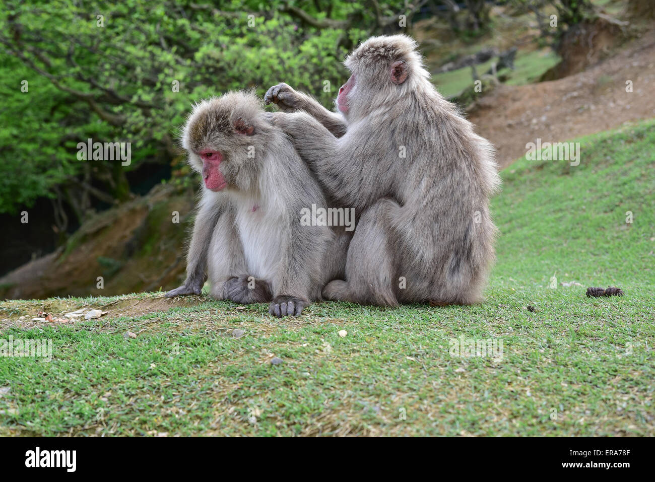 Wild Monkeys delousing in the forest Stock Photo - Alamy