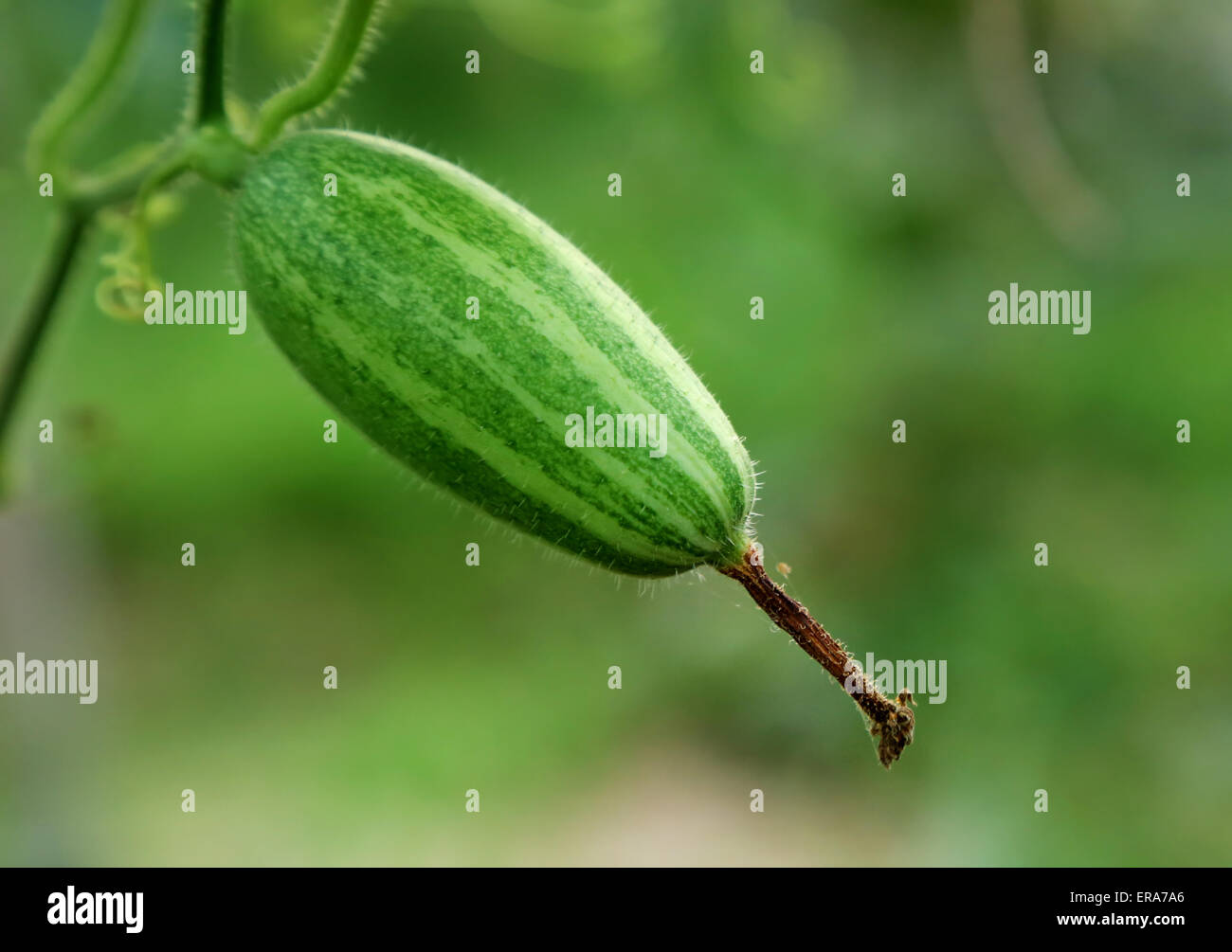 Pointed gourd hi-res stock photography and images - Alamy