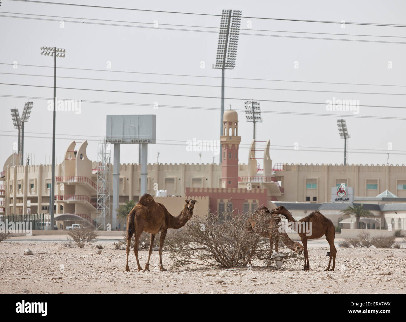 Doha, Qatar. 13th May, 2011. Camels near a soccer stadium in Doha ...