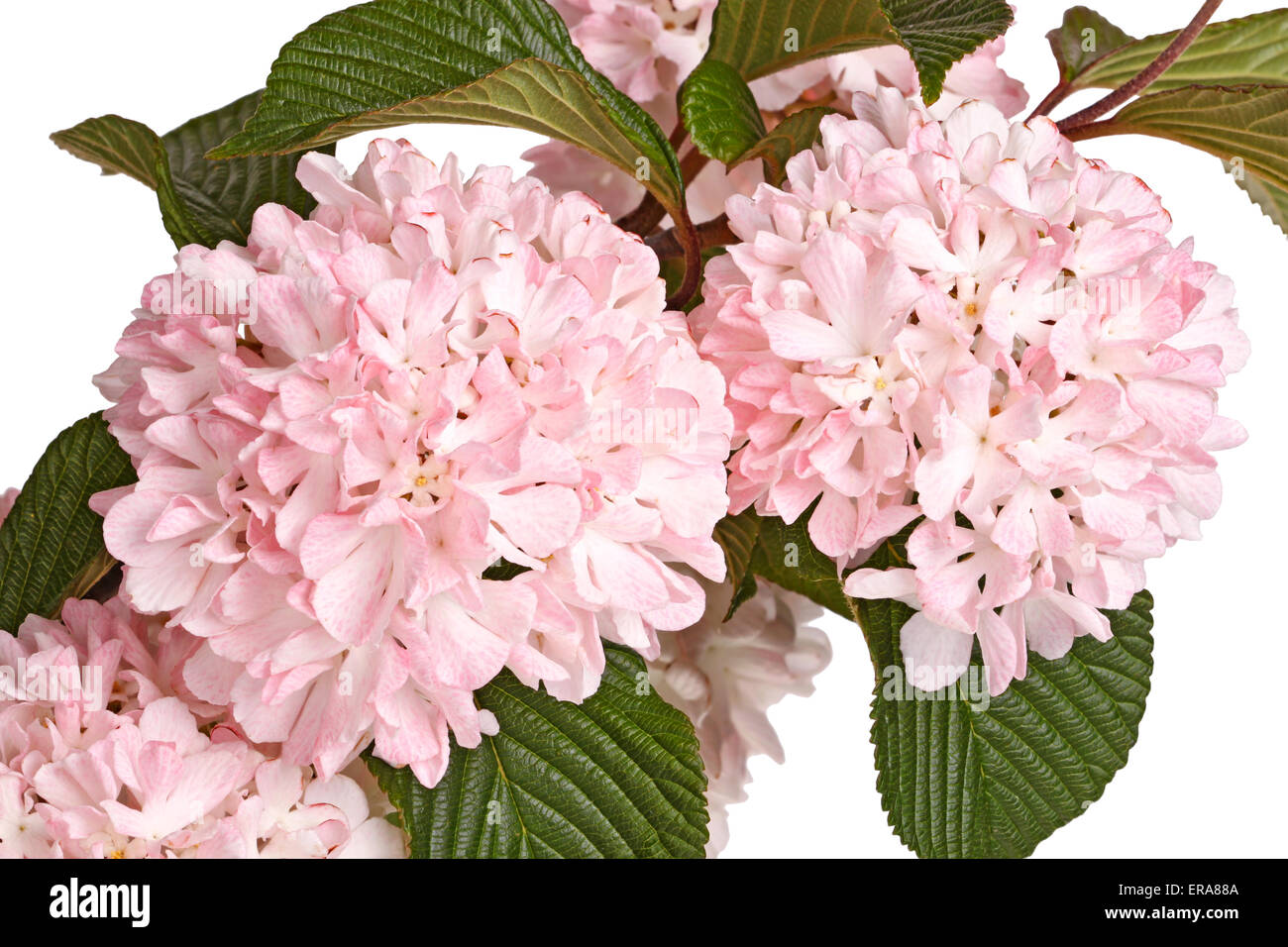 Flowering branch of snowball viburnum (Viburnum plicatum) isolated on ...