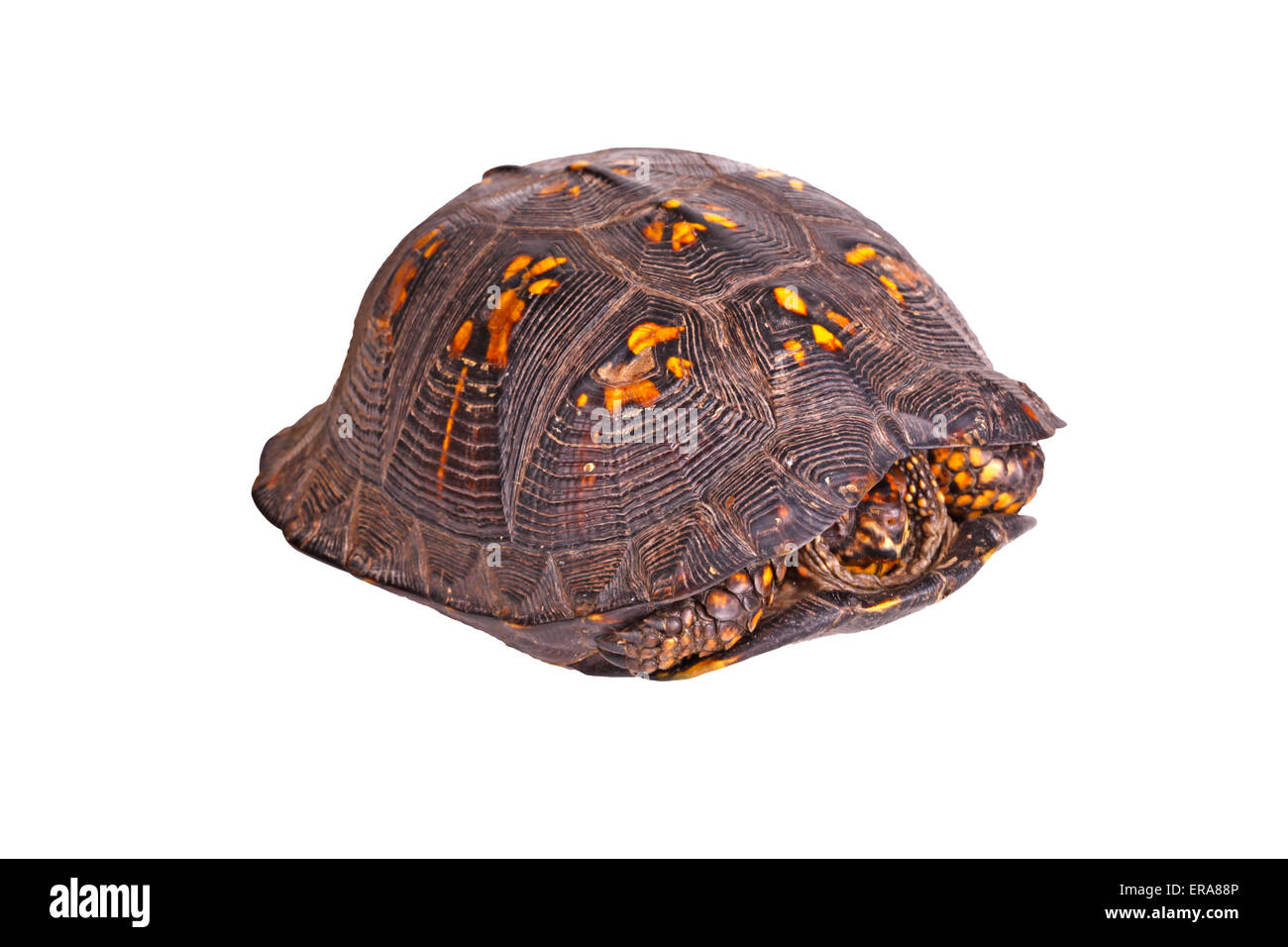 Eastern box turtle hi-res stock photography and images - Alamy