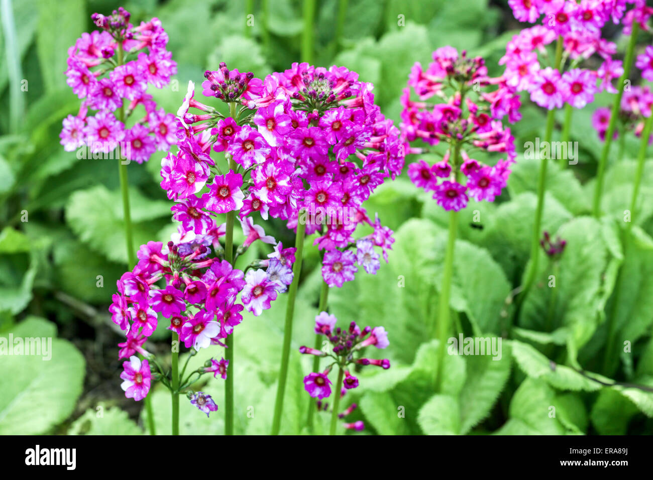 Primrose, Primula japonica Stock Photo - Alamy