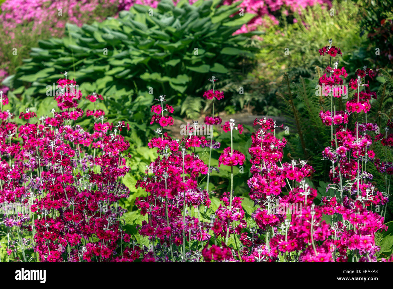 Candelabra Primrose Primula Pulverulenta Primrose Stock Photo Alamy