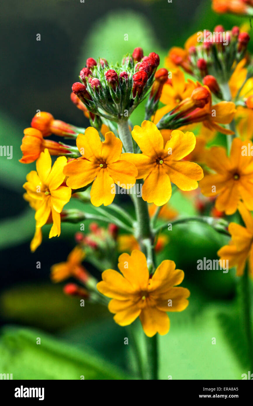 Primrose, Primula candelabra Harlow Carr, Yellow primroses Stock Photo ...