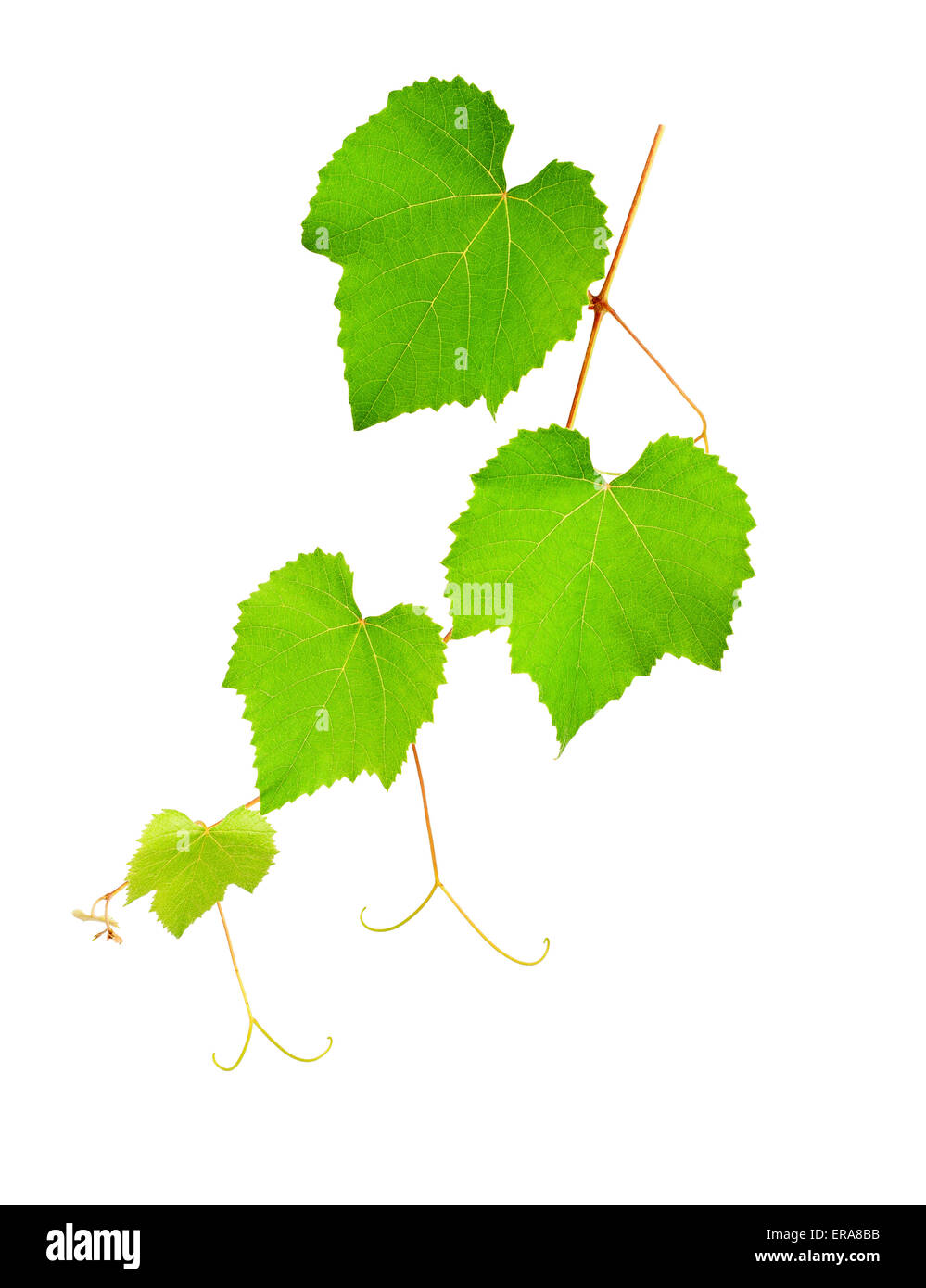 Grape vine and branches Cut Out Stock Images & Pictures - Alamy