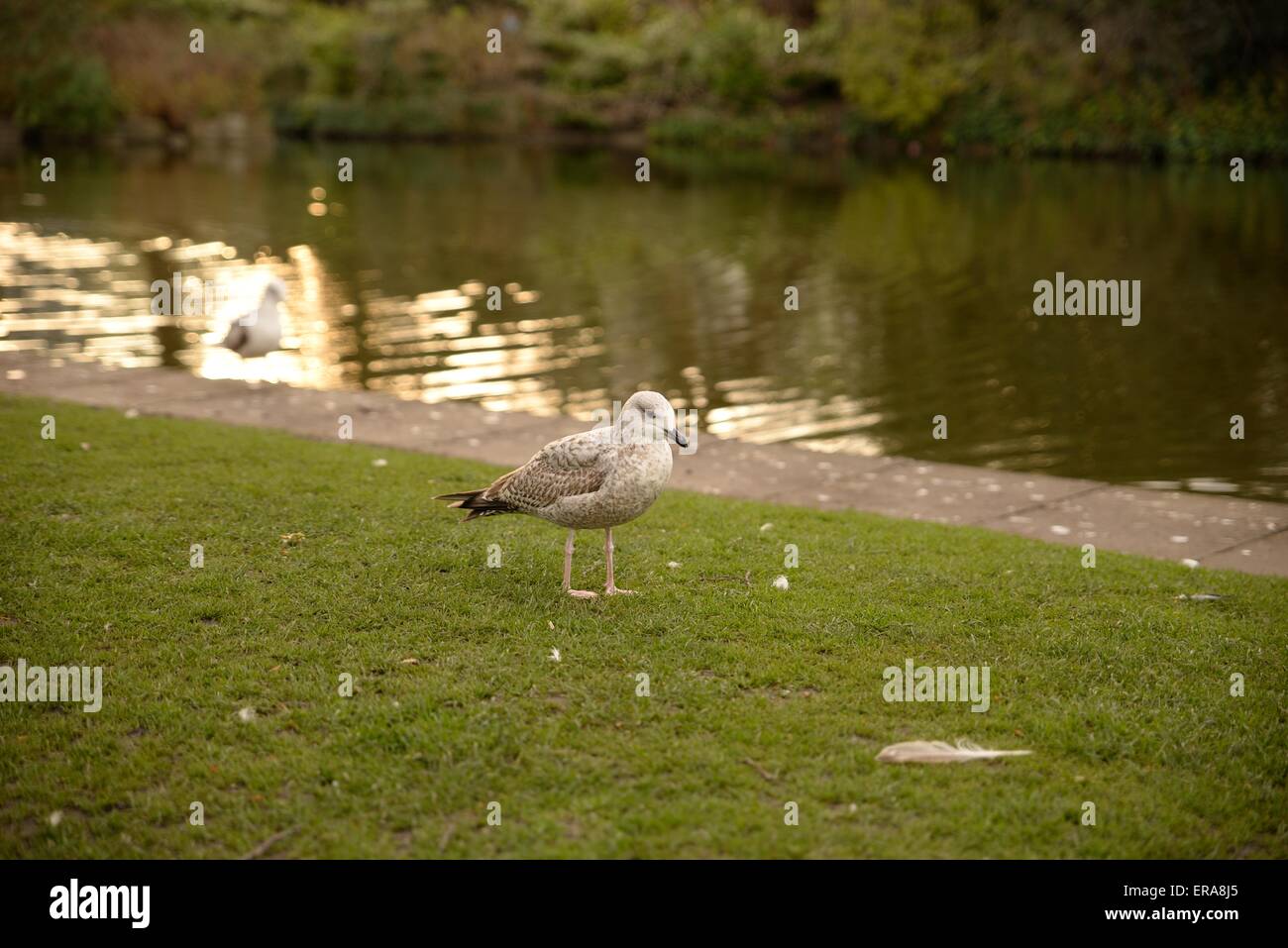 Seagull at Dublin's St Stephen's Green Stock Photo - Alamy