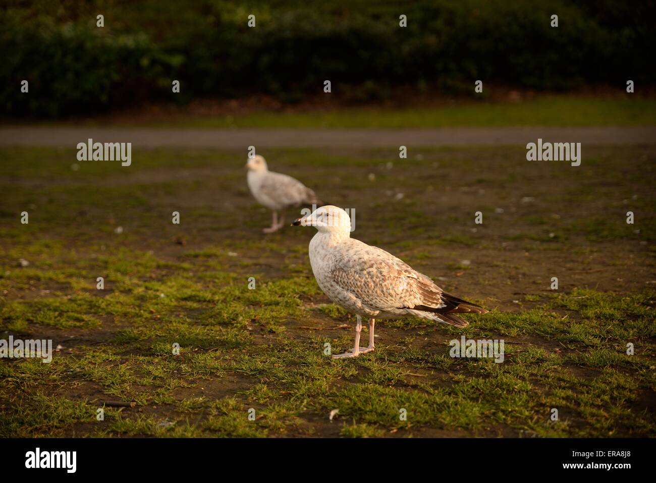 Seagull at Dublin's St Stephen's Green Stock Photo - Alamy