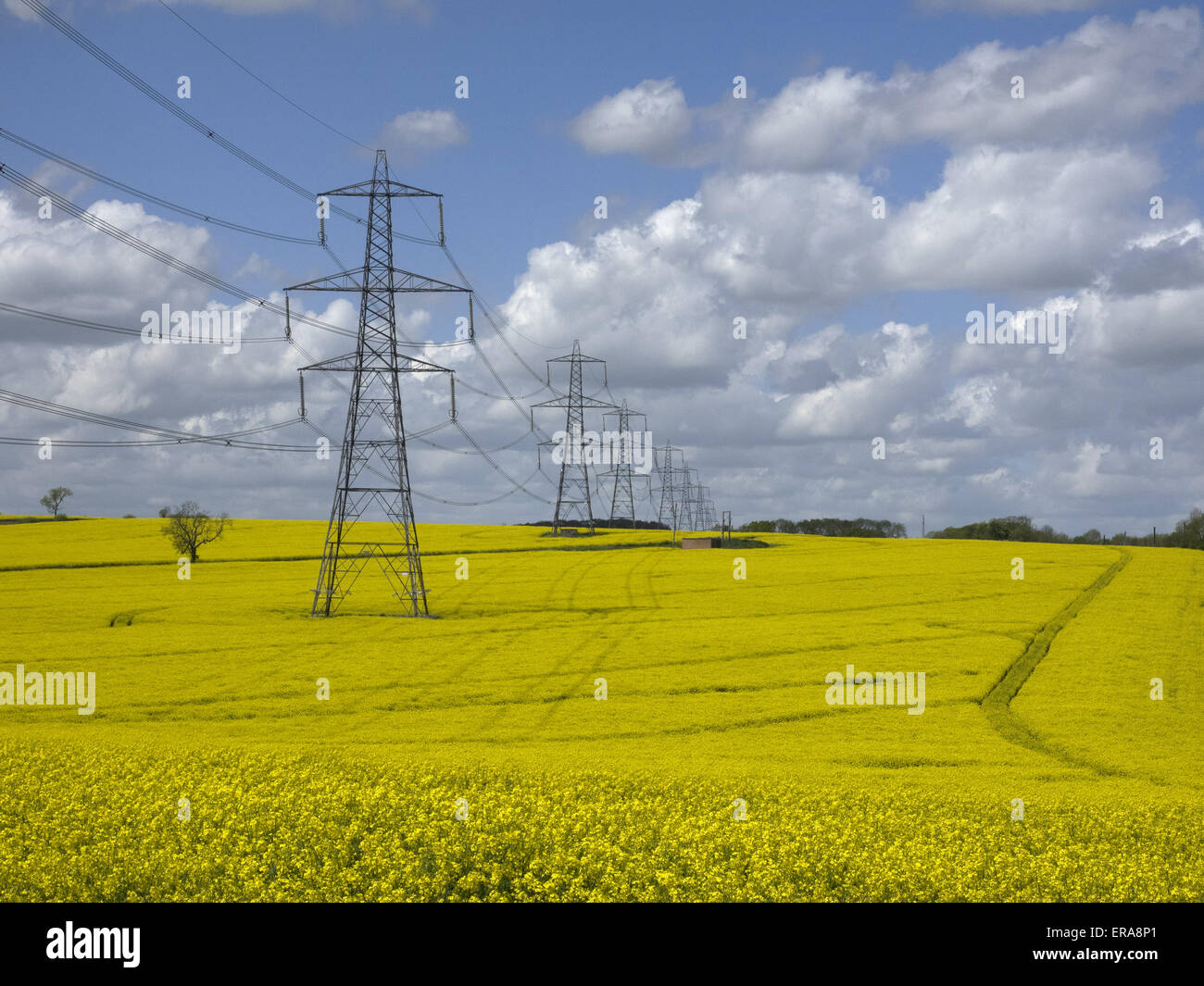 Oil seed rape field and electricity pylons in the Lincolnshire ...
