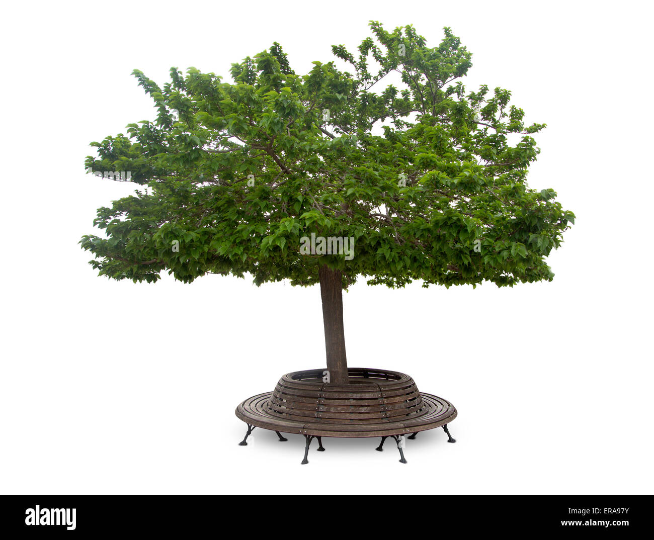 Park tree isolated on white Stock Photo - Alamy