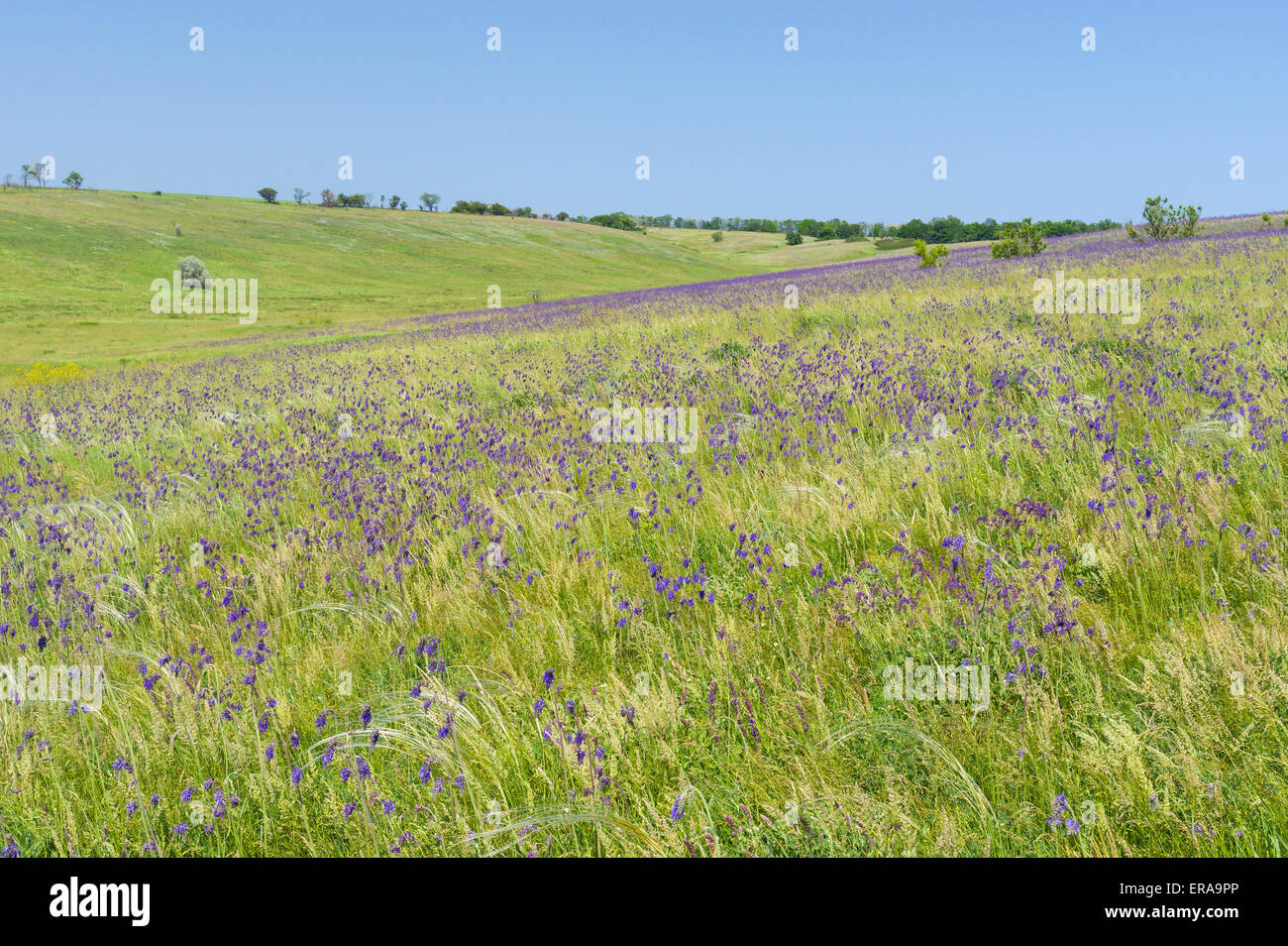 Wild Ukrainian steppe at spring season Stock Photo - Alamy