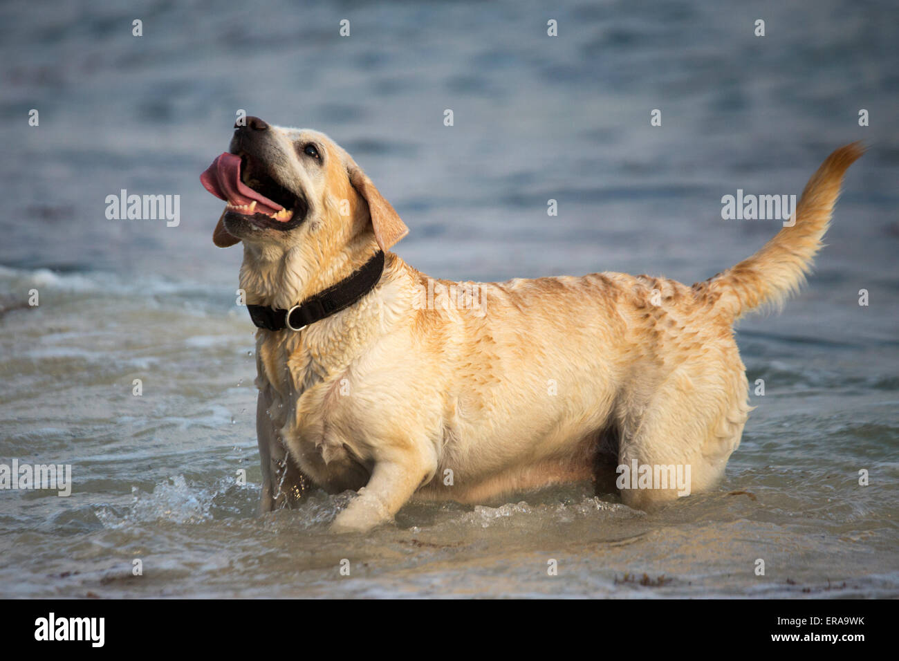 Dog playing in ocean Stock Photo - Alamy