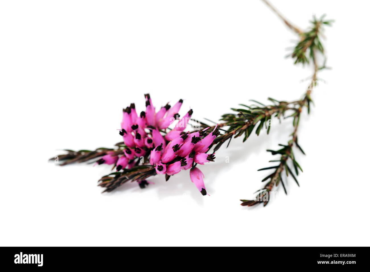 Purple heather branch isolated on white background Stock Photo - Alamy