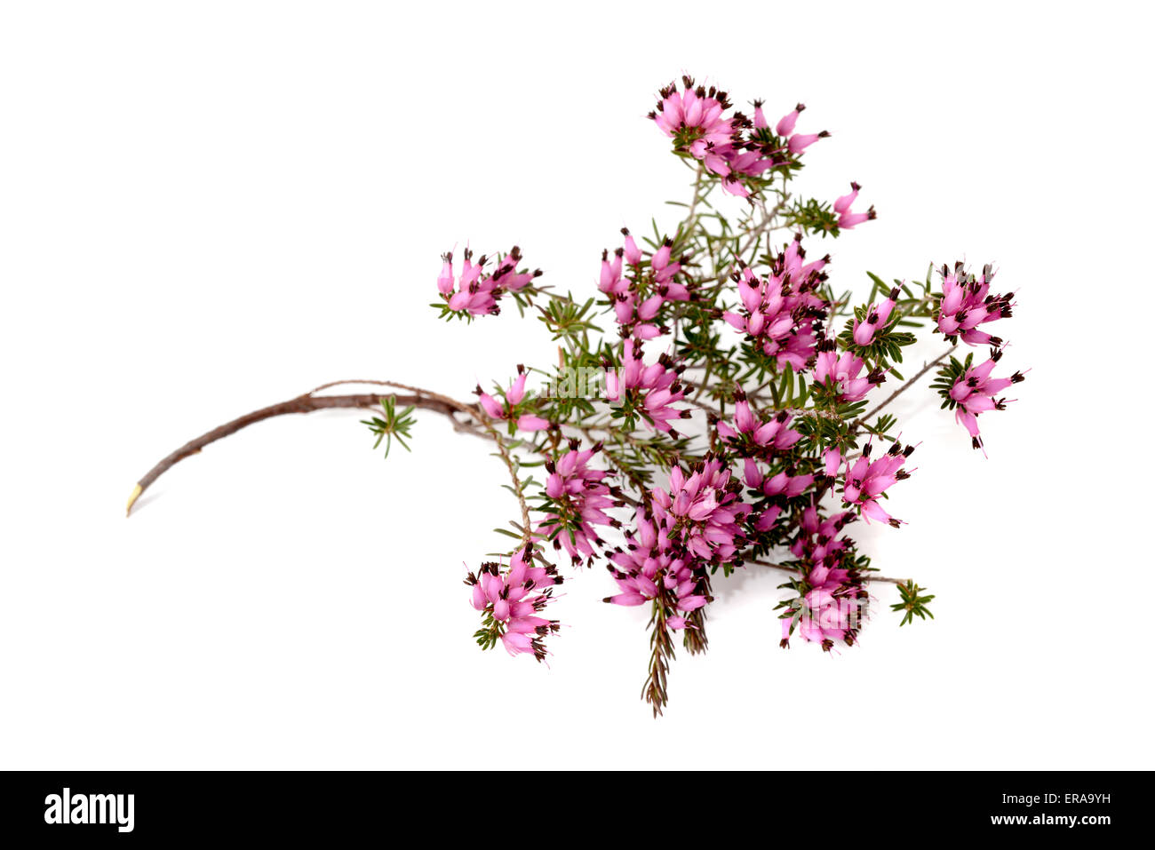 Purple heather branch isolated on white background Stock Photo - Alamy
