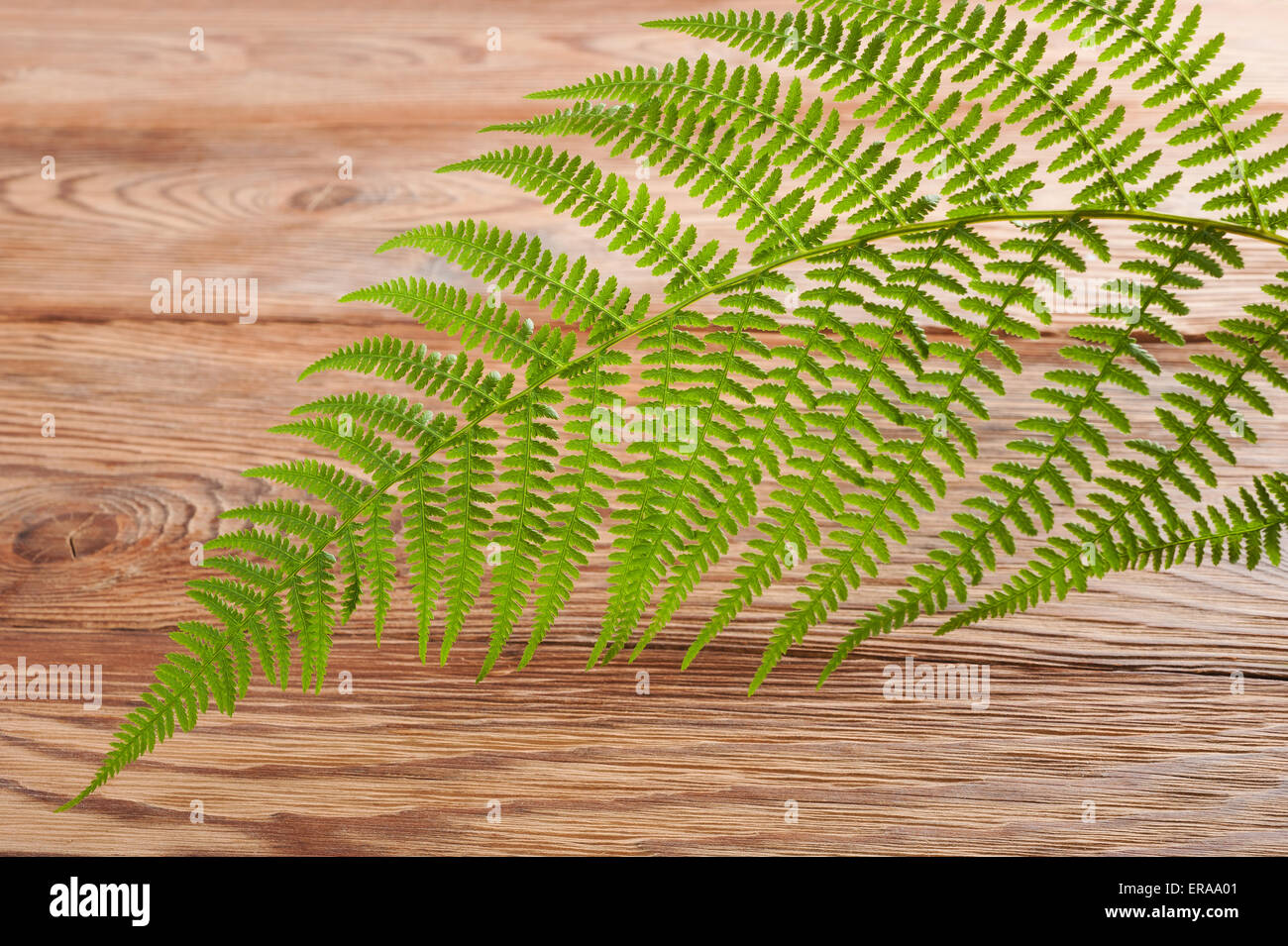 Curly fern hi-res stock photography and images - Alamy