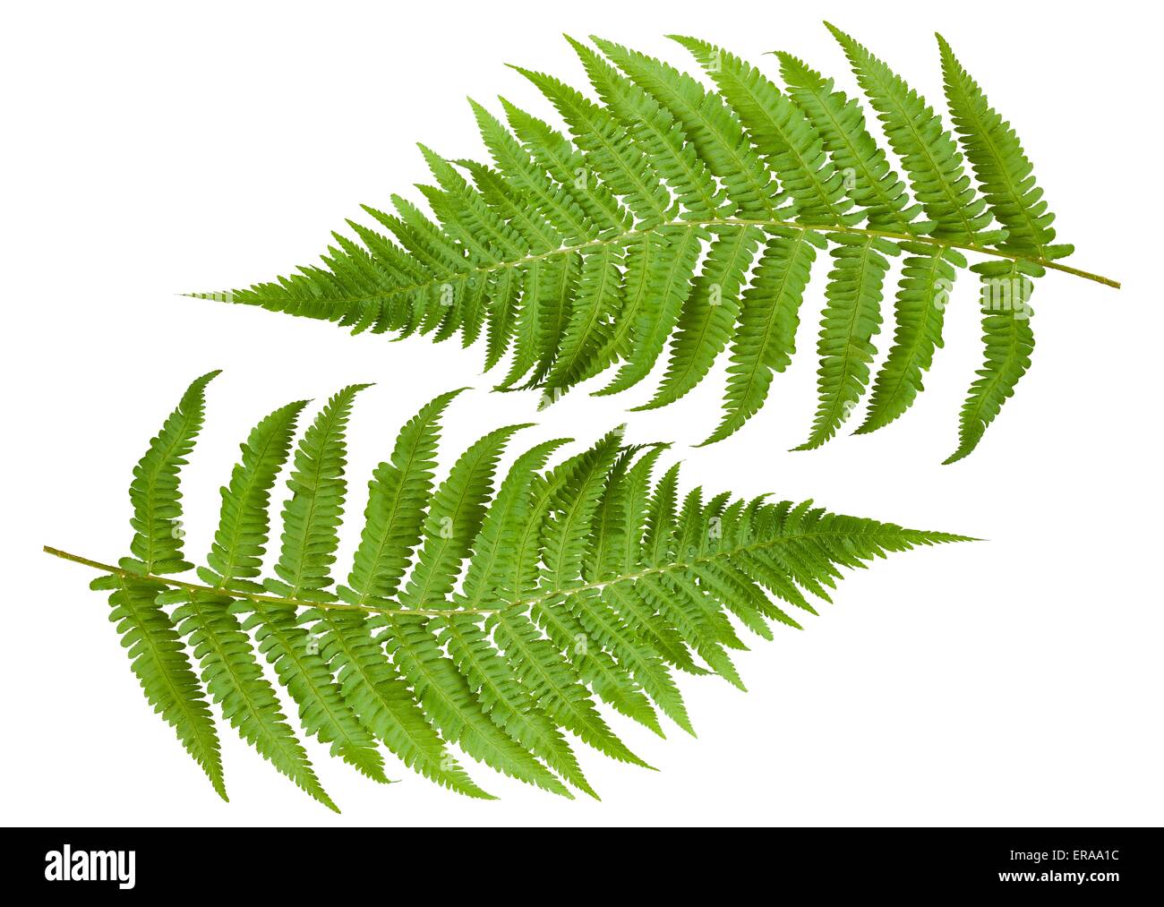 ferns isolated on white Stock Photo - Alamy