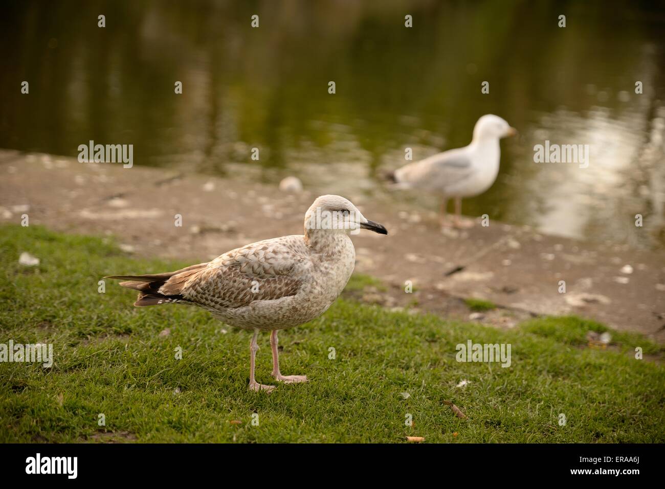 Seagull at Dublin's St Stephen's Green Stock Photo - Alamy