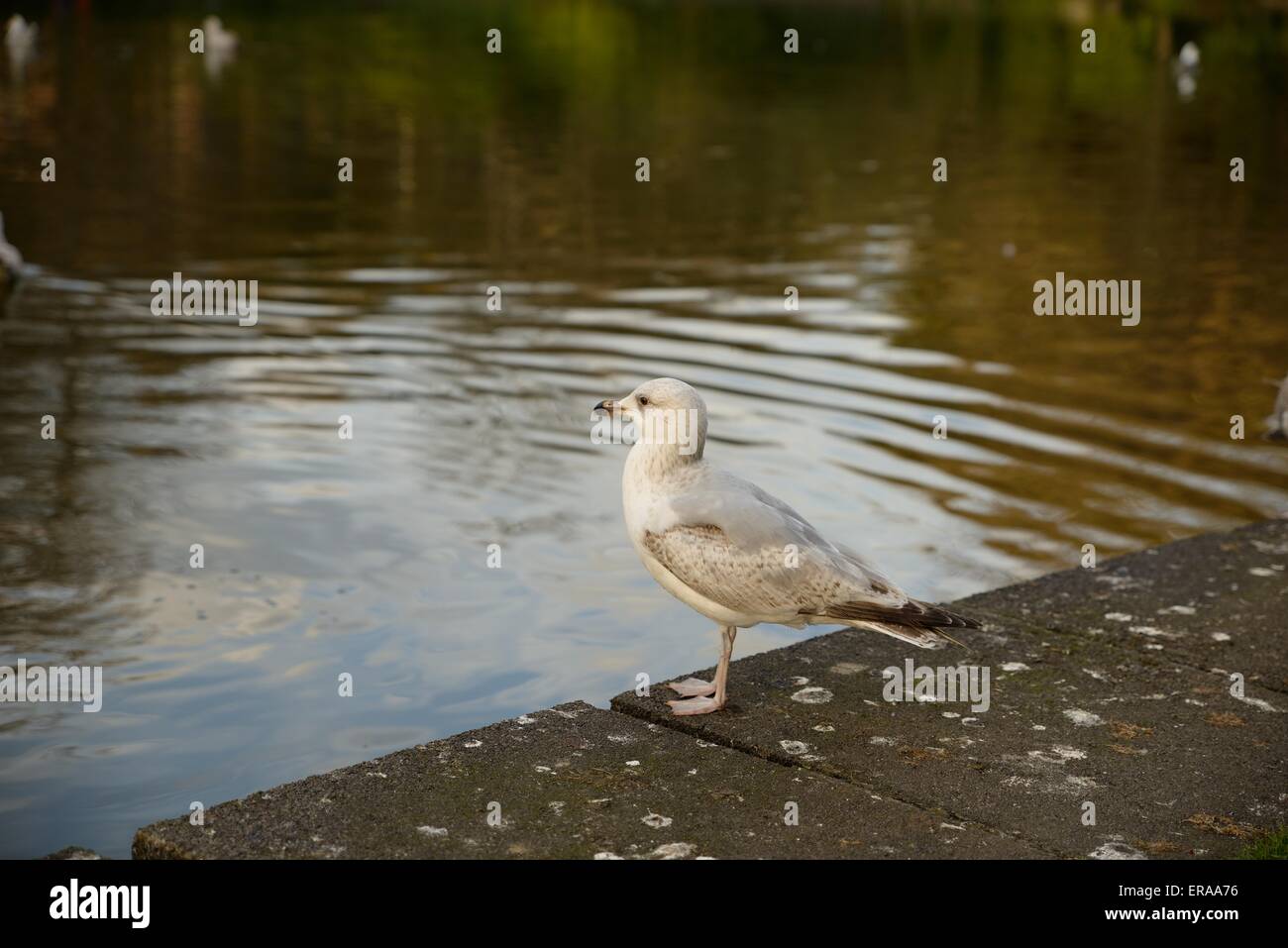 Seagull at Dublin's St Stephen's Green Stock Photo - Alamy