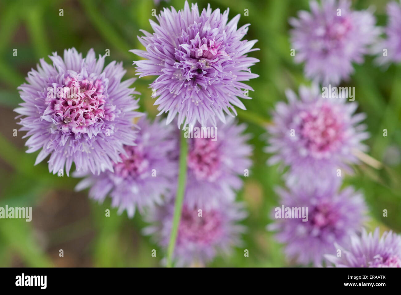 Flower Of The Chive Plant High Resolution Stock Photography and Images ...